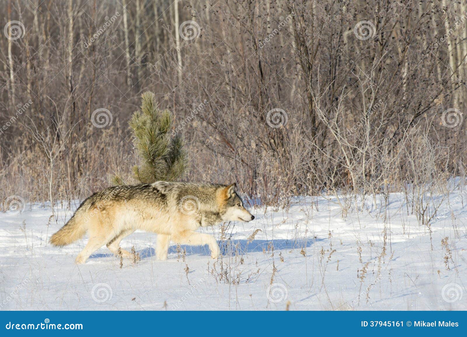 Lone wolf on hunt stock image. Image of jaws, canidae - 37945161