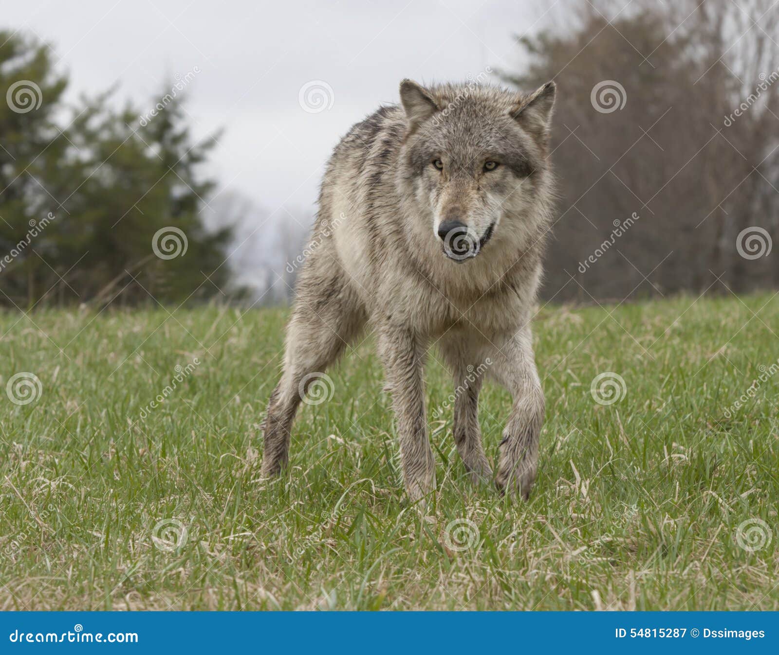 Lone Wolf in a Meadow stock image. Image of menace, nature - 54815287