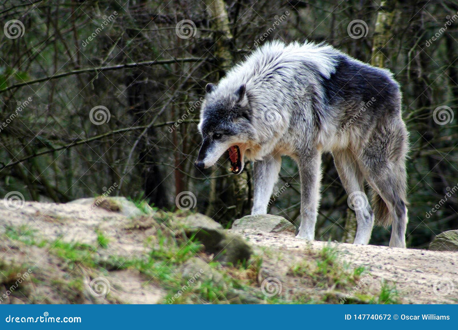 Lone wolf outdoors. stock photo. Image of lone, outdoors - 147740672