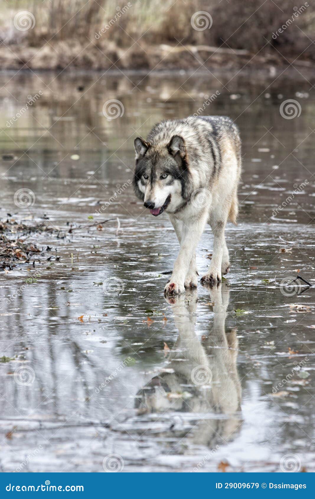 Lone Wolf Reflection stock image. Image of power, playing - 29009679