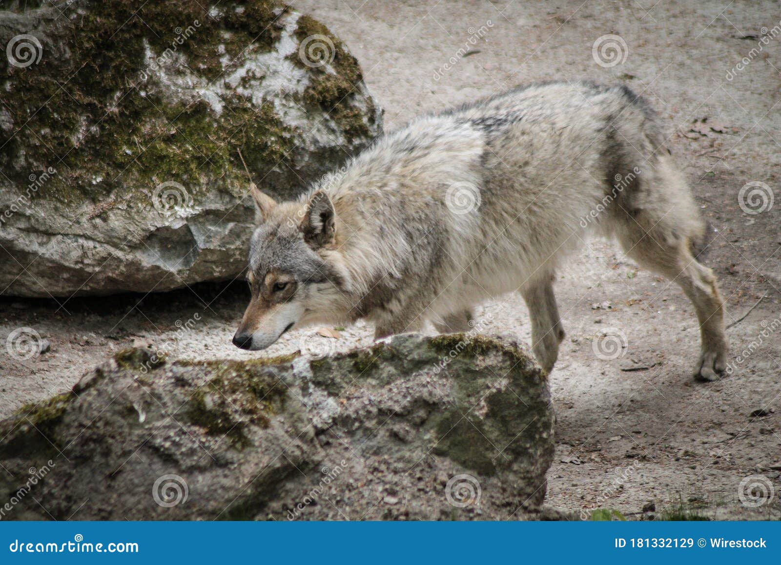 Lone Wolf between the Rocks in Sweden Stock Image - Image of white ...