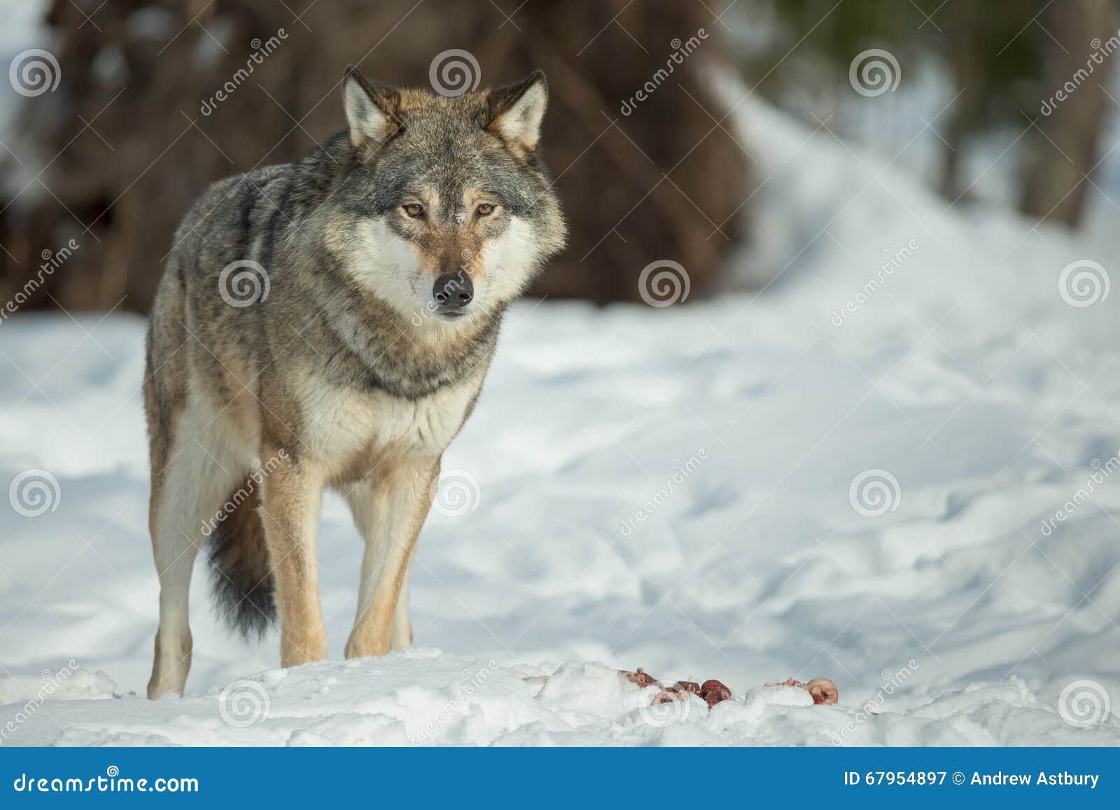 A Lone Wolf stock image. Image of tundra, natural, snow - 67954897