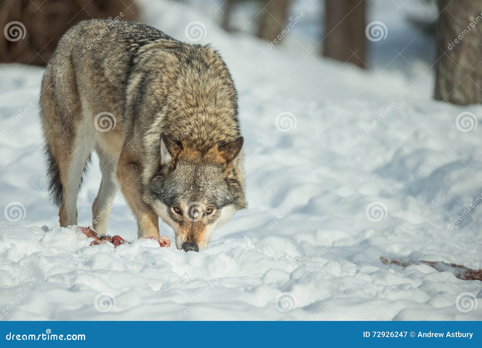 A Lone Wolf stock image. Image of horizontal, predator - 72926247