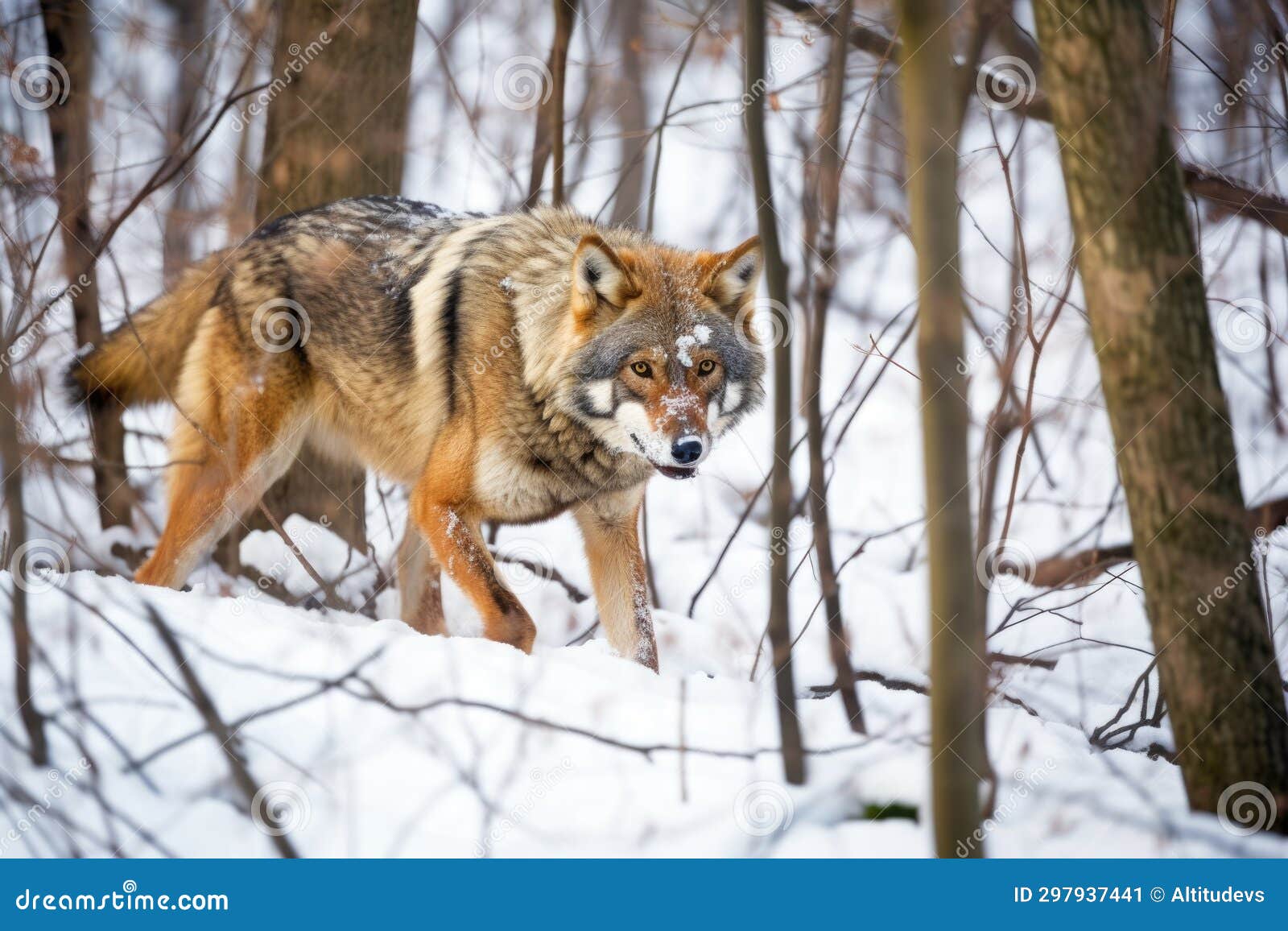 Lone Wolf Stalking through a Snow-covered Forest Stock Image - Image of ...