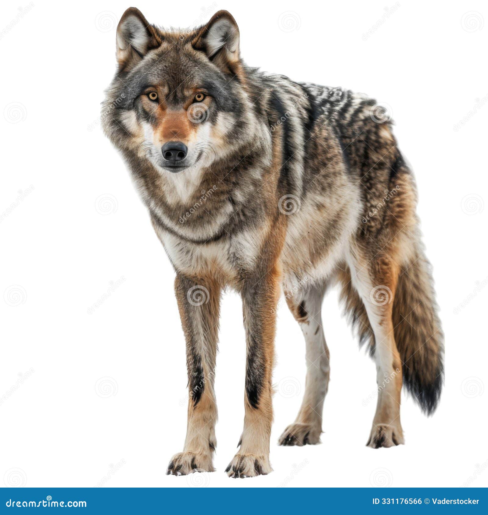 Wolf Standing And Watching Vector Black Silhouette Illustration ...