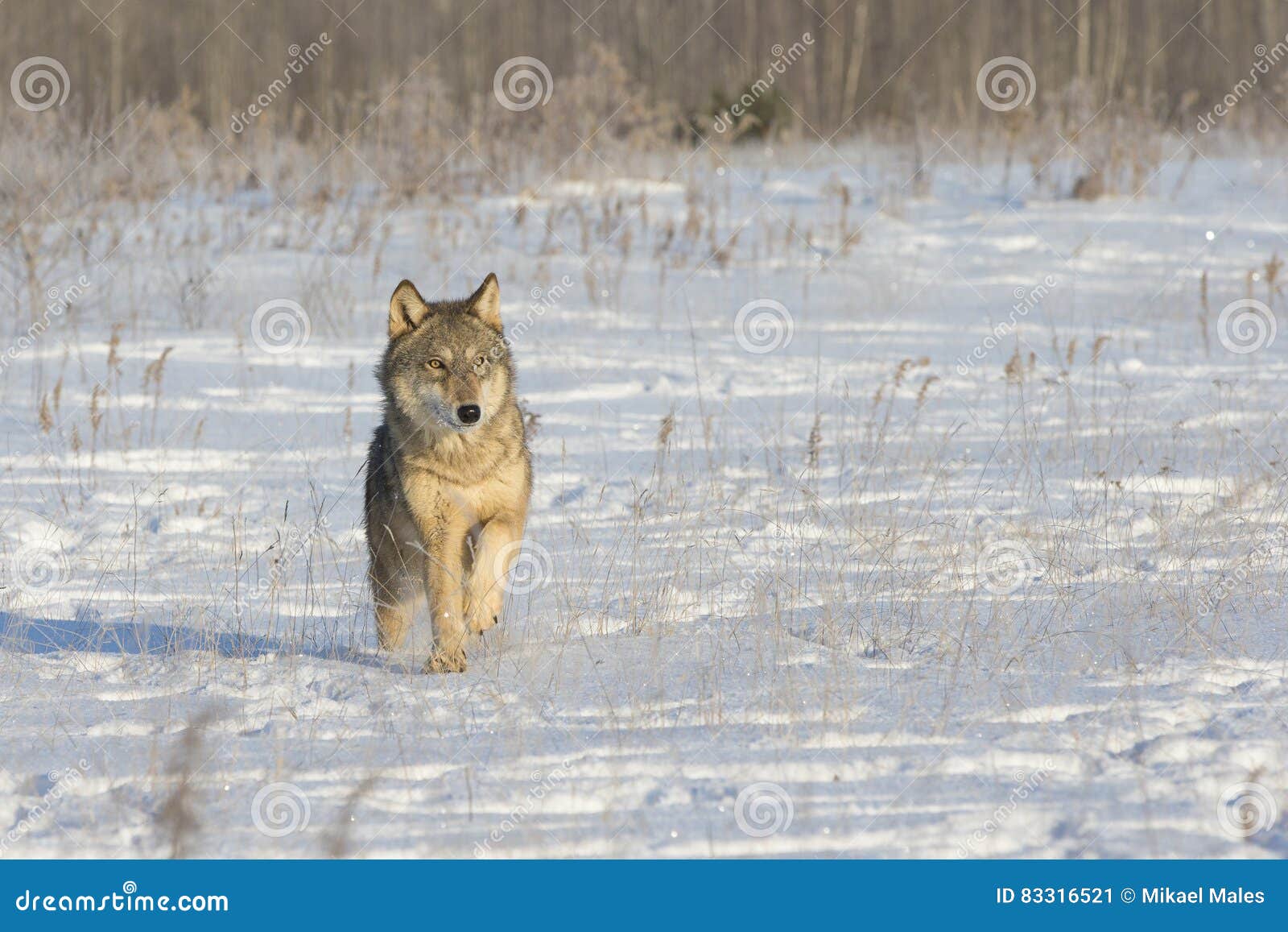 Lone wolf stock image. Image of powerful, alpha, pride - 83316521