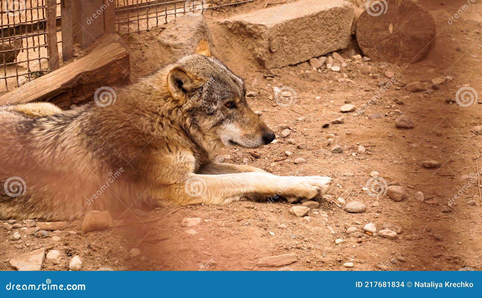 A Lone Wolf in a Zoo Cage. Keeping Wild Animals in Captivity Stock ...