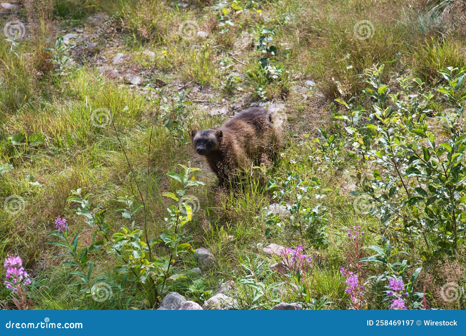 Lone Wolverine Hunting for Prey in a Forest Stock Image - Image of ...
