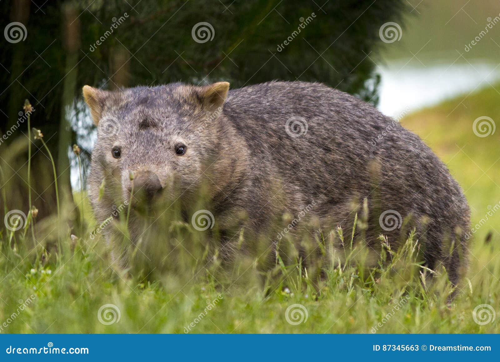 Lone wombat foraging 4 stock image. Image of head, side - 87345663