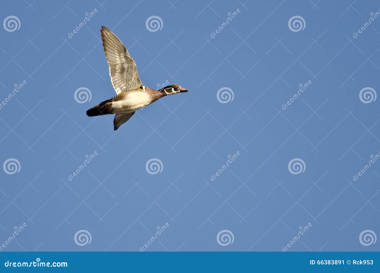 Lone Wood Duck Flying in a Blue Sky Stock Image - Image of flying ...