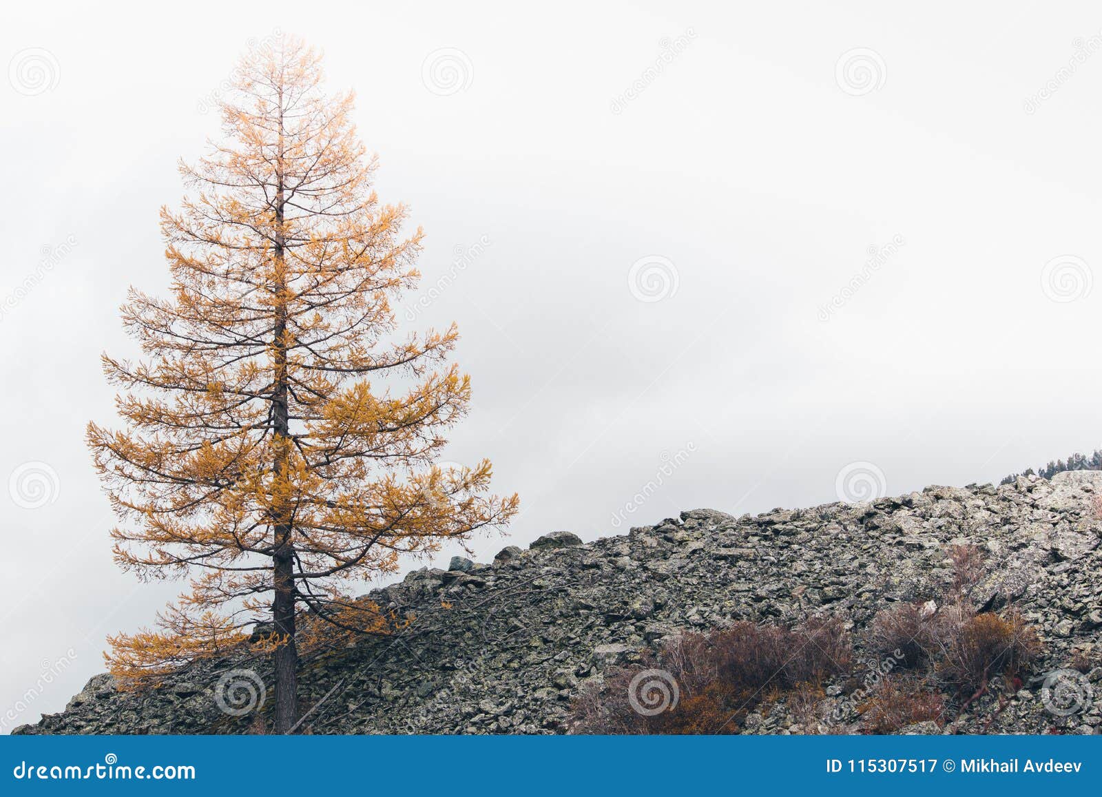 Lone yellow larch tree stock image. Image of blue, outdoor - 115307517