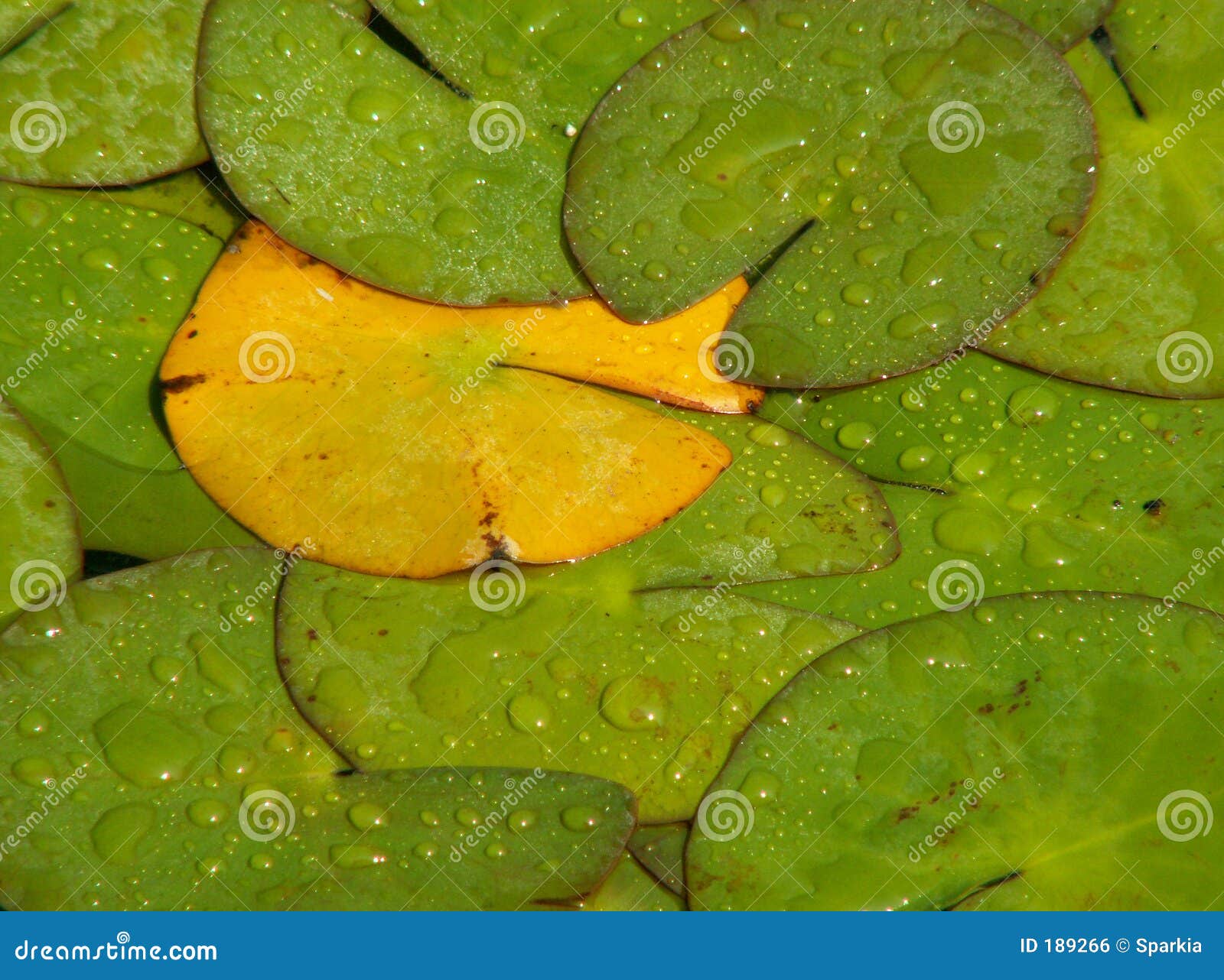 Lone yellow lily pad stock photo. Image of background, water - 189266