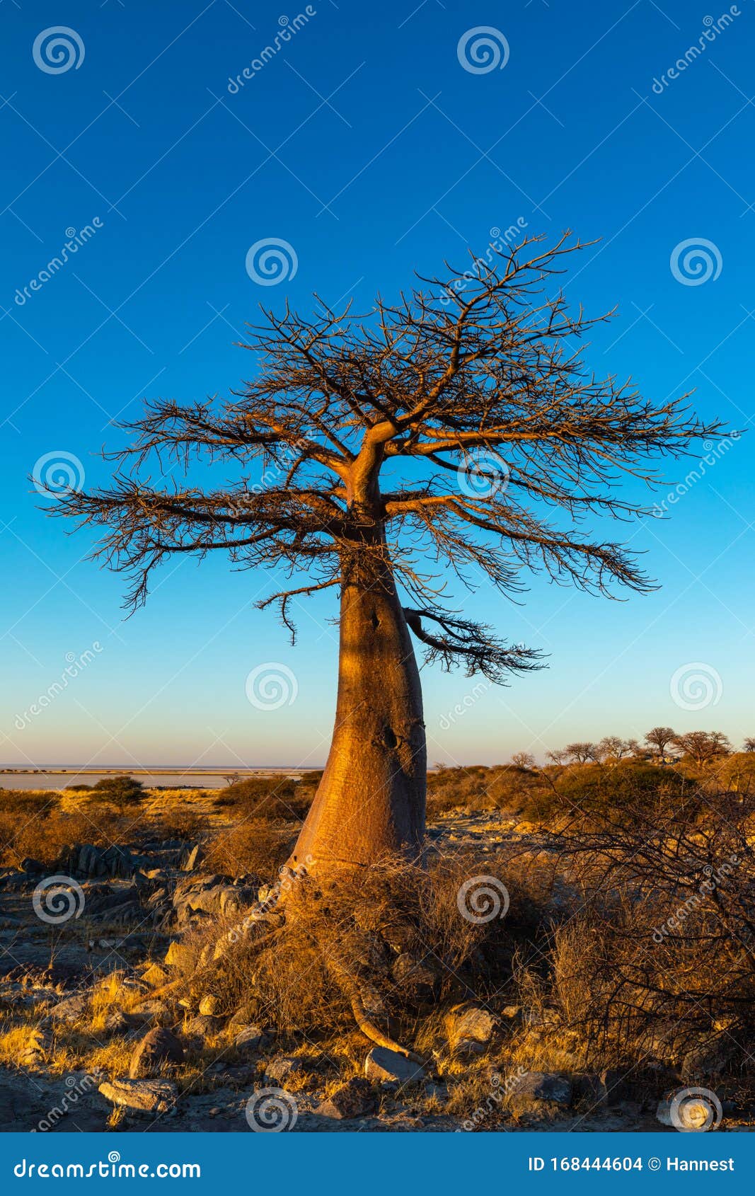 Lone Young Baobab Tree on Kubu Island Stock Photo - Image of lone ...