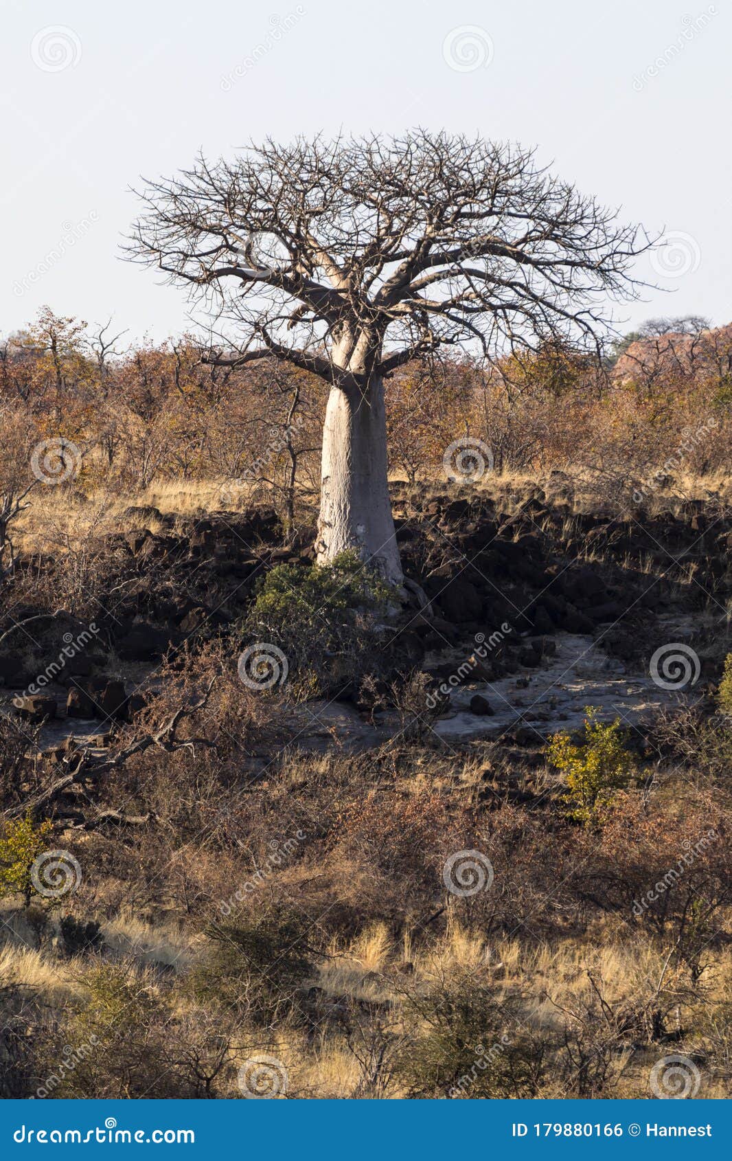 Young Baobab Tree Royalty-Free Stock Photography | CartoonDealer.com ...