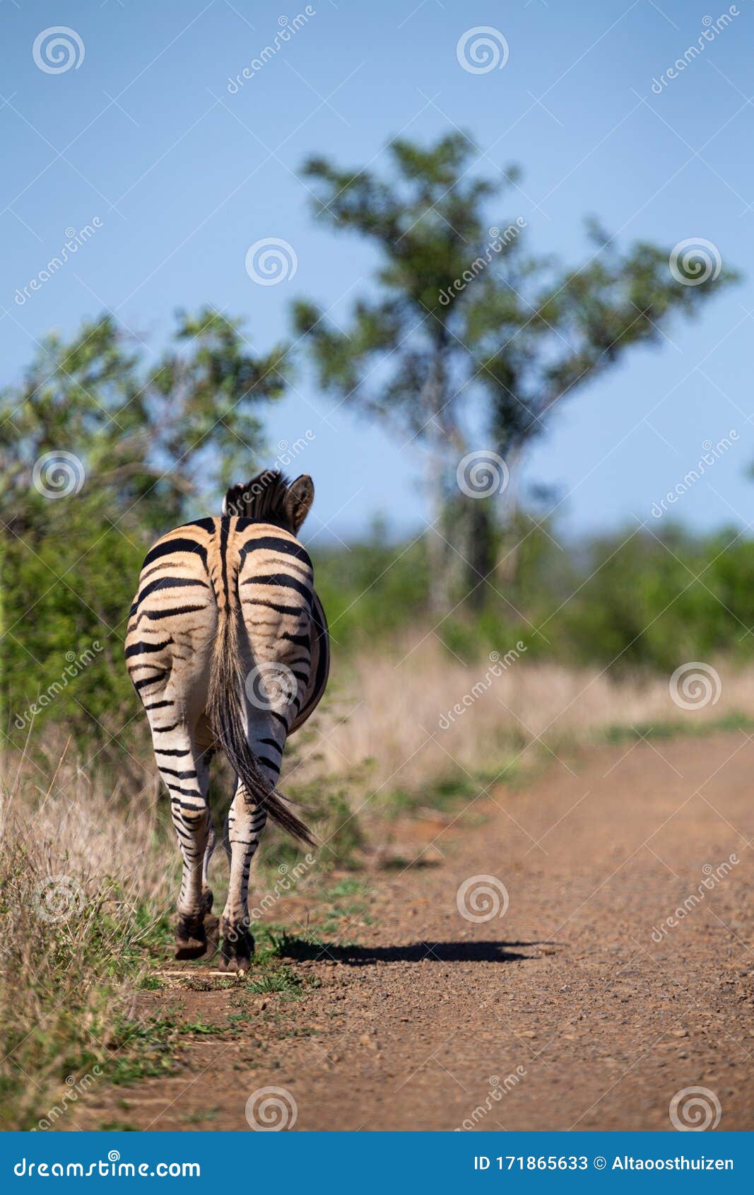 Lone Zebra Walking Away Along a Dirt Road in Nature Stock Image - Image ...