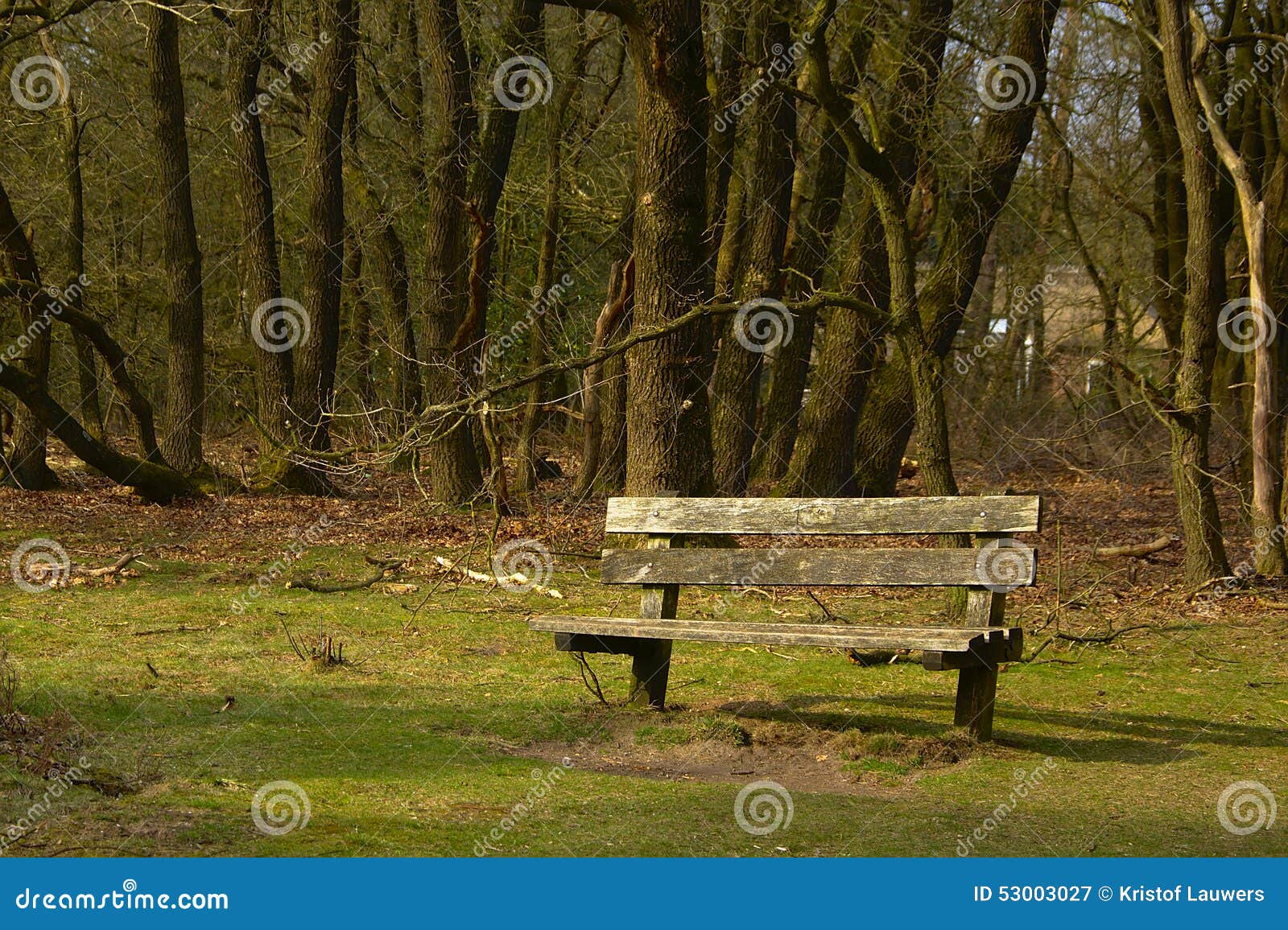 Lonely Bench on the Forest Edge Stock Image - Image of nature, bench ...