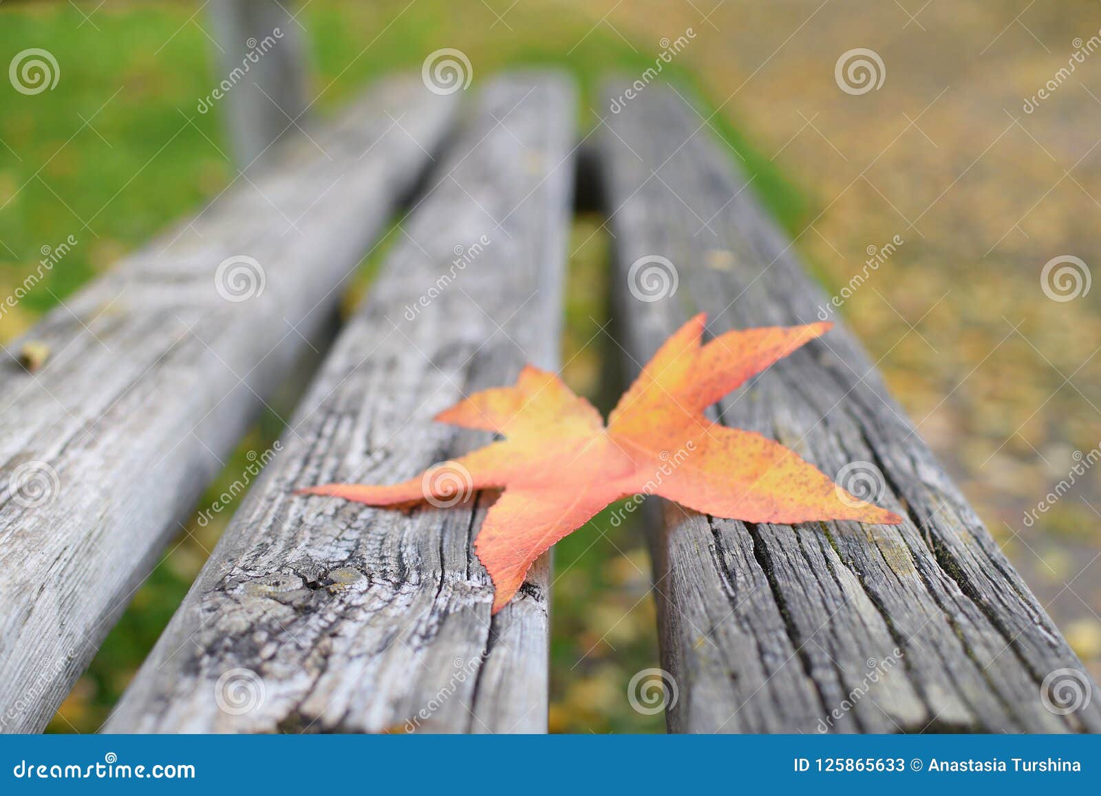Loneliness Concept Autumn Fall Bench Maple Leaf Copy Space Solitude ...