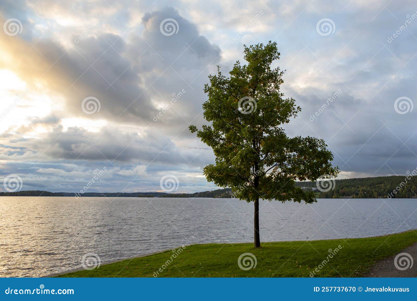 Loneliness Concept Image of a Single Tree on the Shore Stock Photo ...