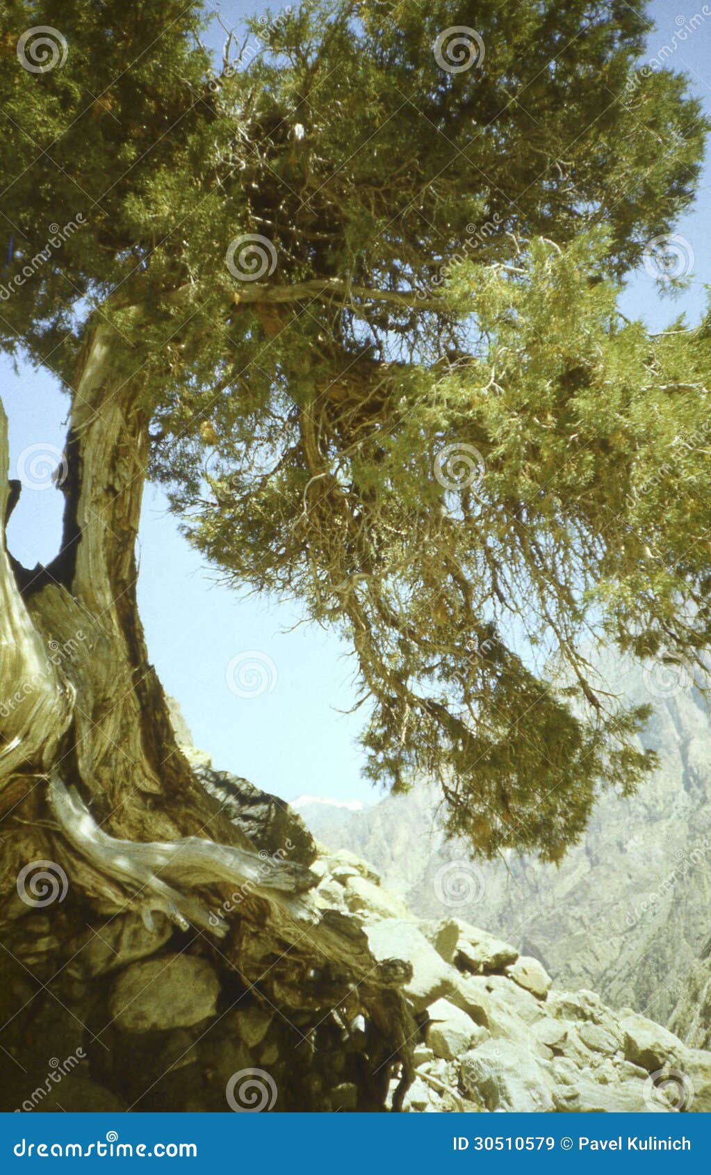 Junipers tree stock image. Image of wilderness, loneliness - 30510579