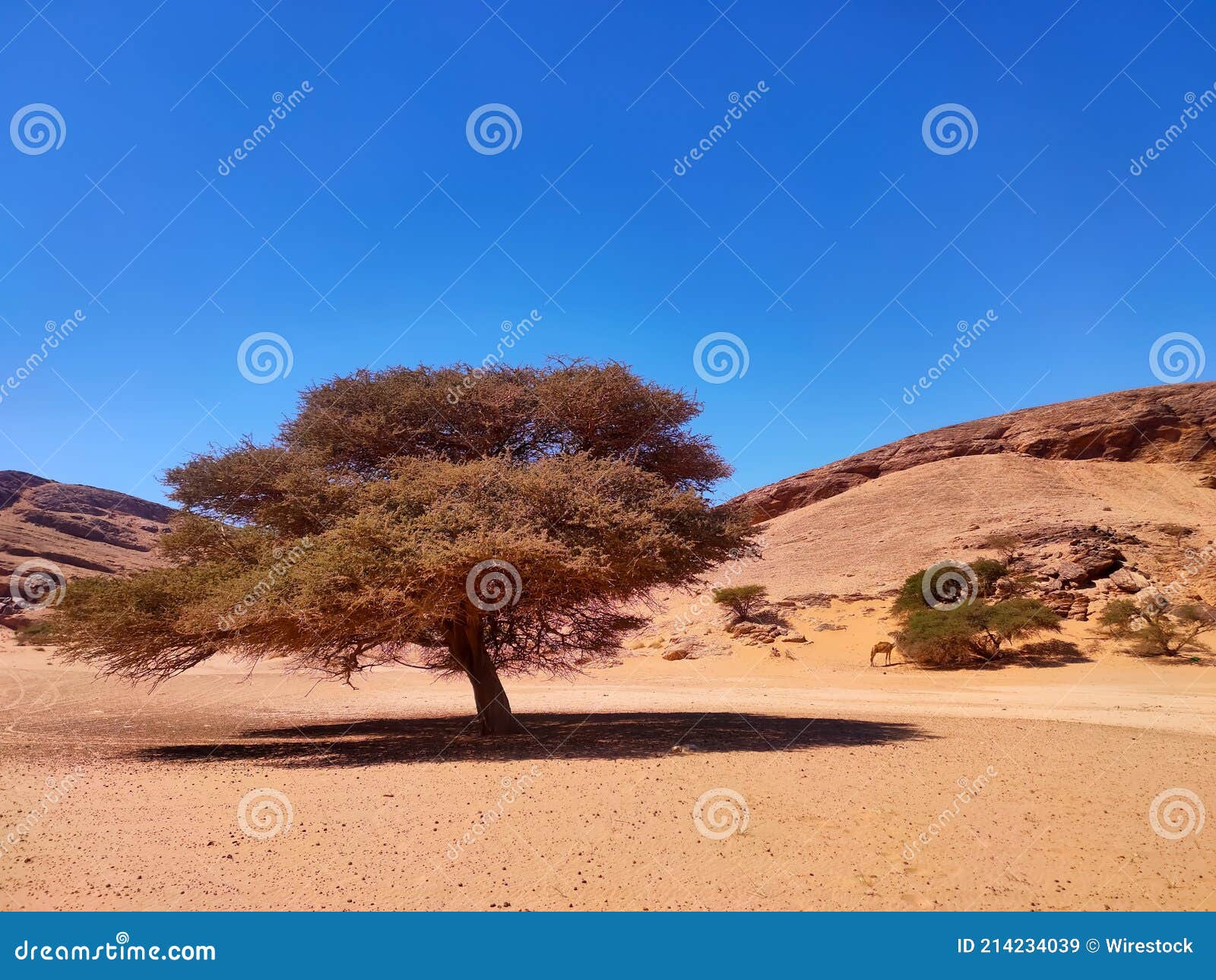 Lonely Acacia Tree in the Desert Stock Image - Image of africa, summer ...