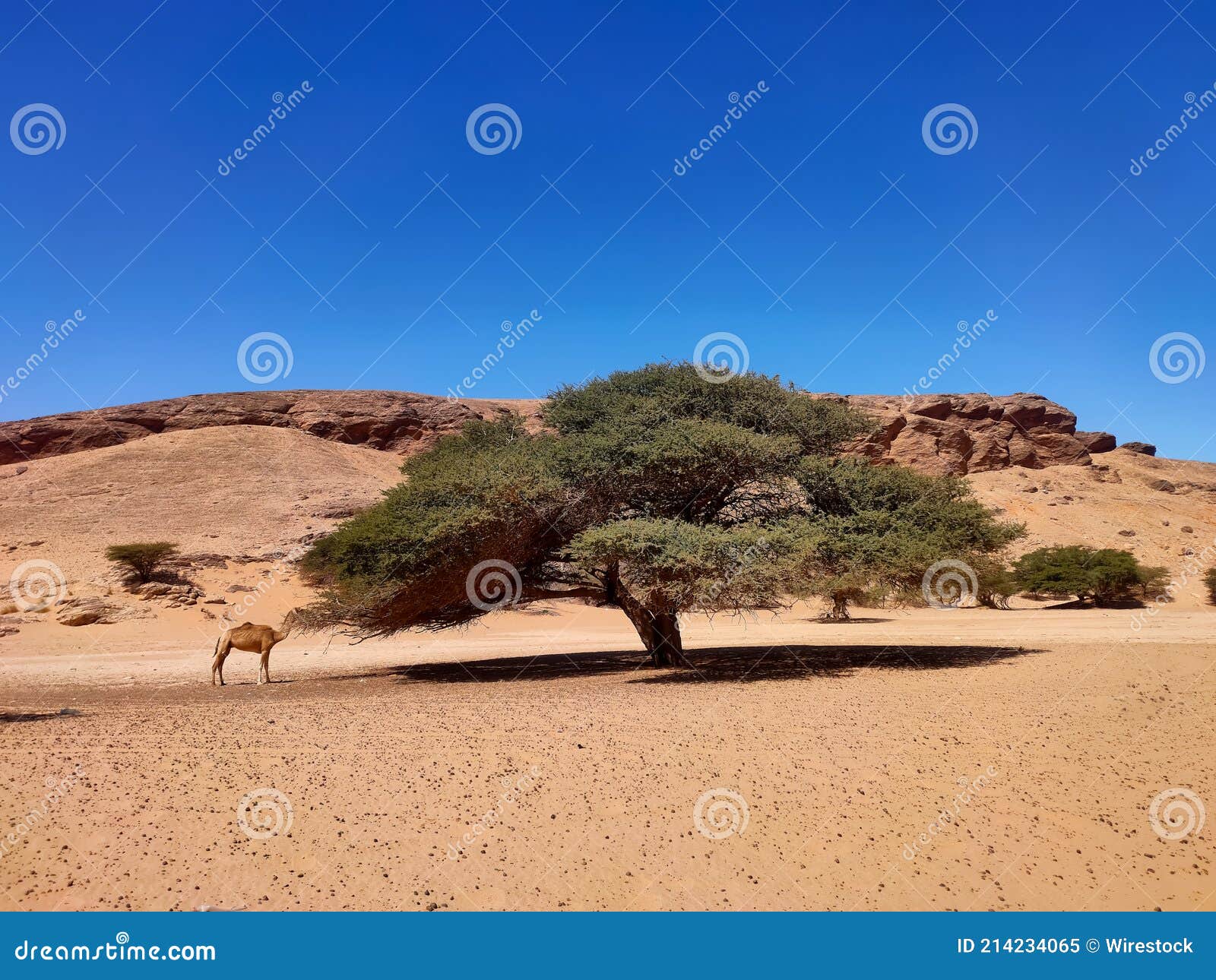 Lonely Acacia Tree in the Desert Stock Image - Image of desert, park ...
