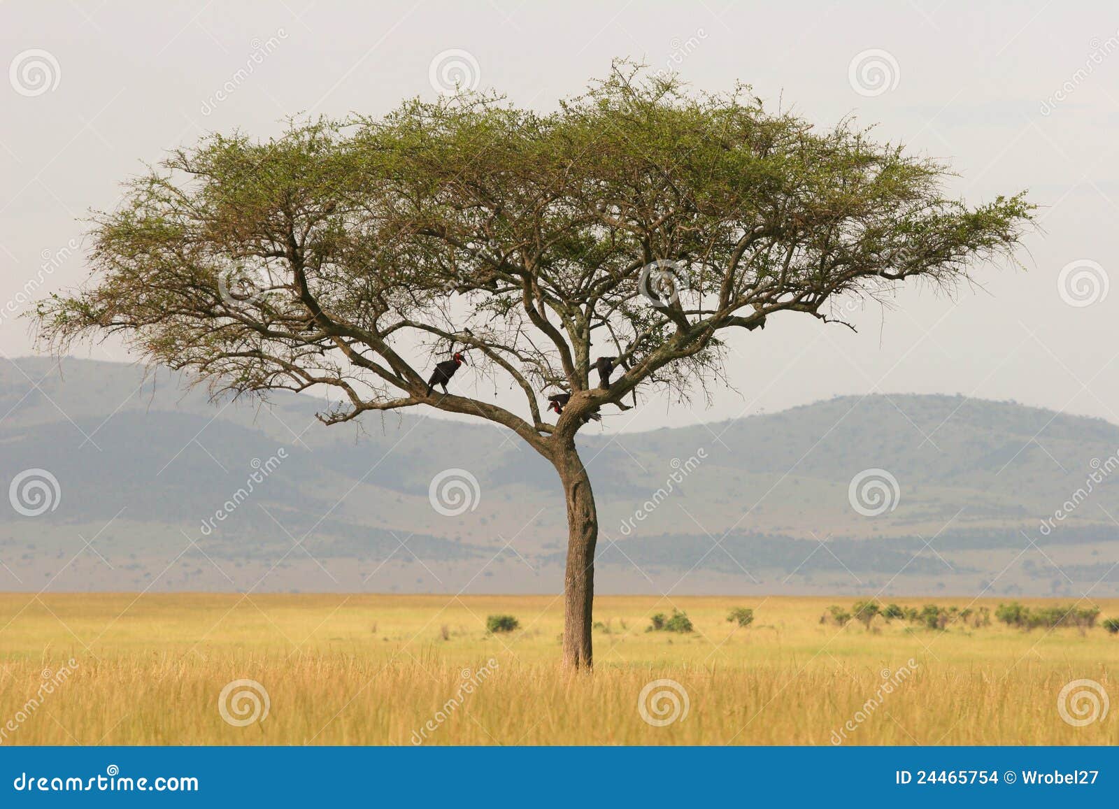 Lonely Acacia Tree, Masai Mara, Kenya Stock Photo - Image of blue ...