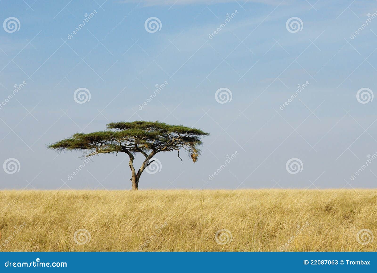 Lonely Acacia Tree in Serengeti Stock Image - Image of branches ...