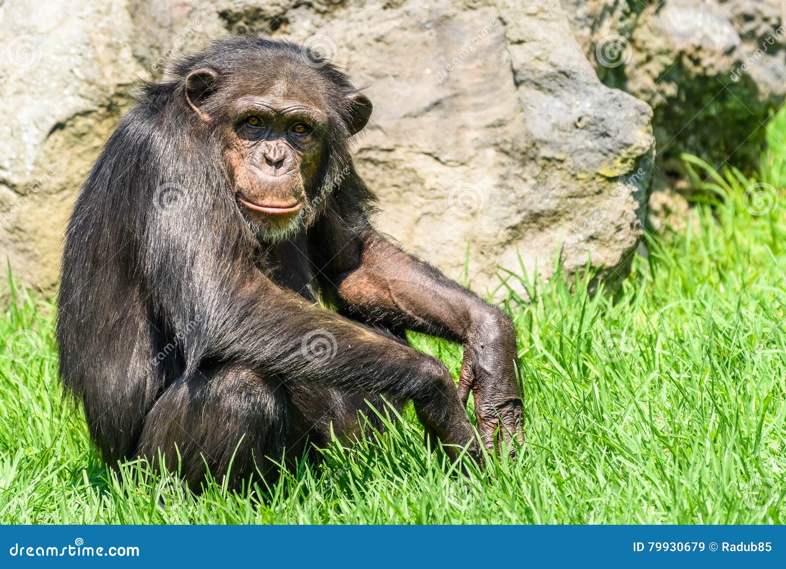 Lonely African Chimpanzee stock image. Image of africa - 79930679