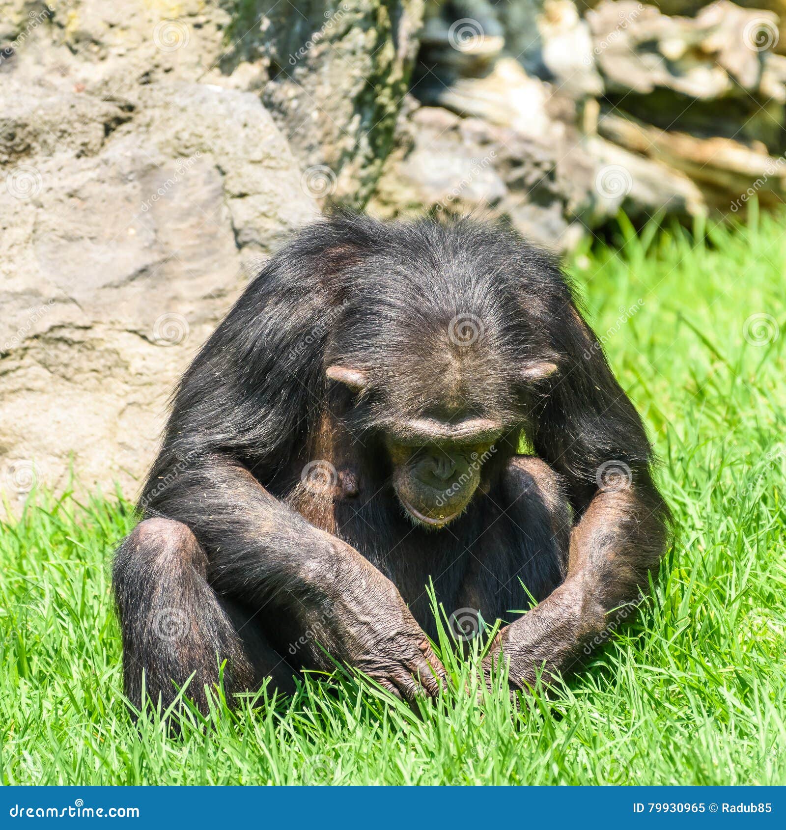 Lonely African Chimpanzee stock image. Image of head - 79930965