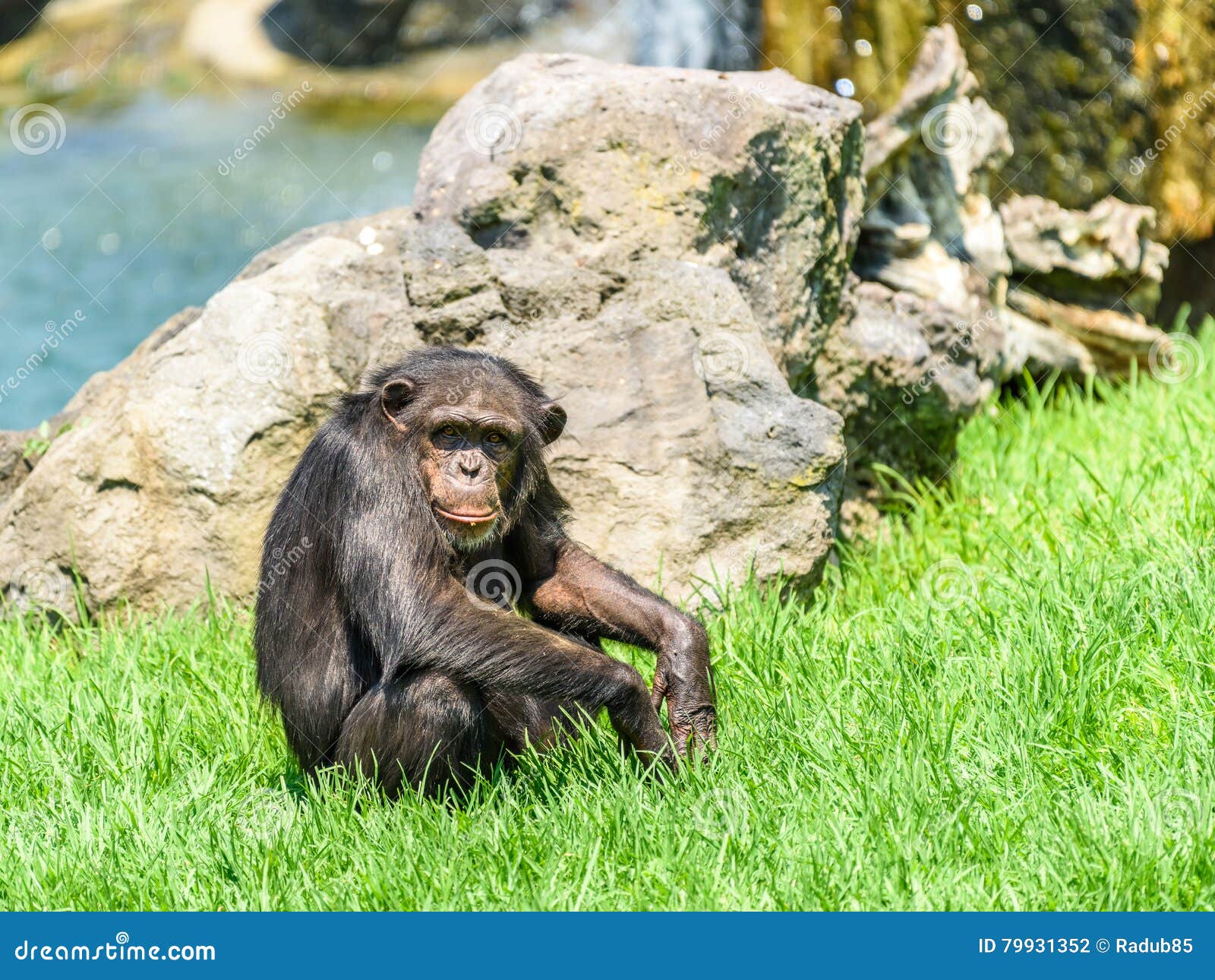 Lonely African Chimpanzee stock photo. Image of monkey - 79931352