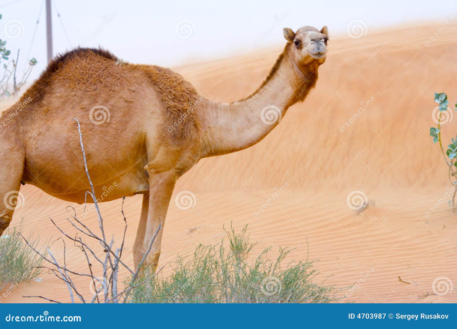 Lonely Animal Picture. Image: 4703987