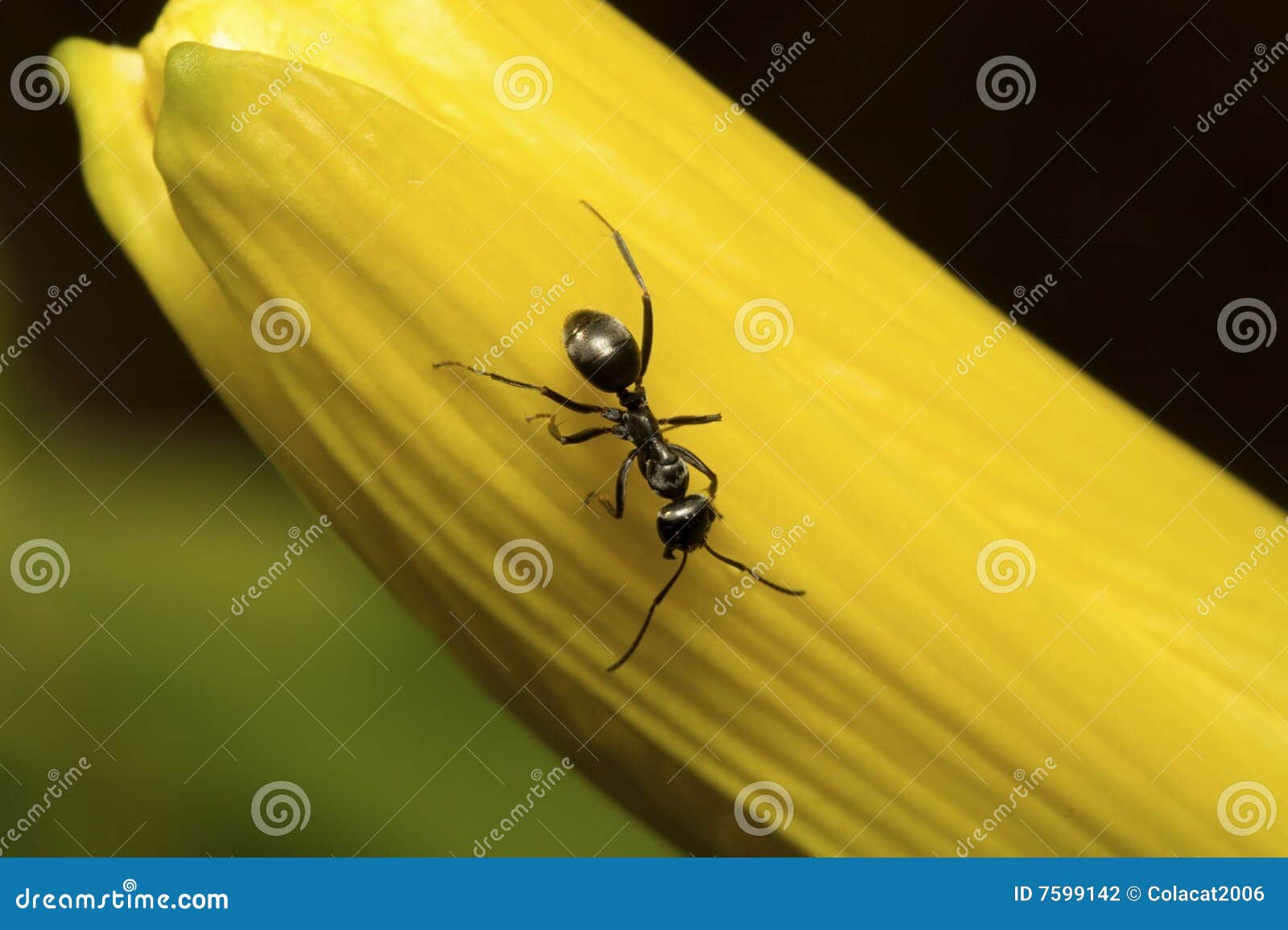 Lonely ant stock photo. Image of insect, macro, stranger - 7599142