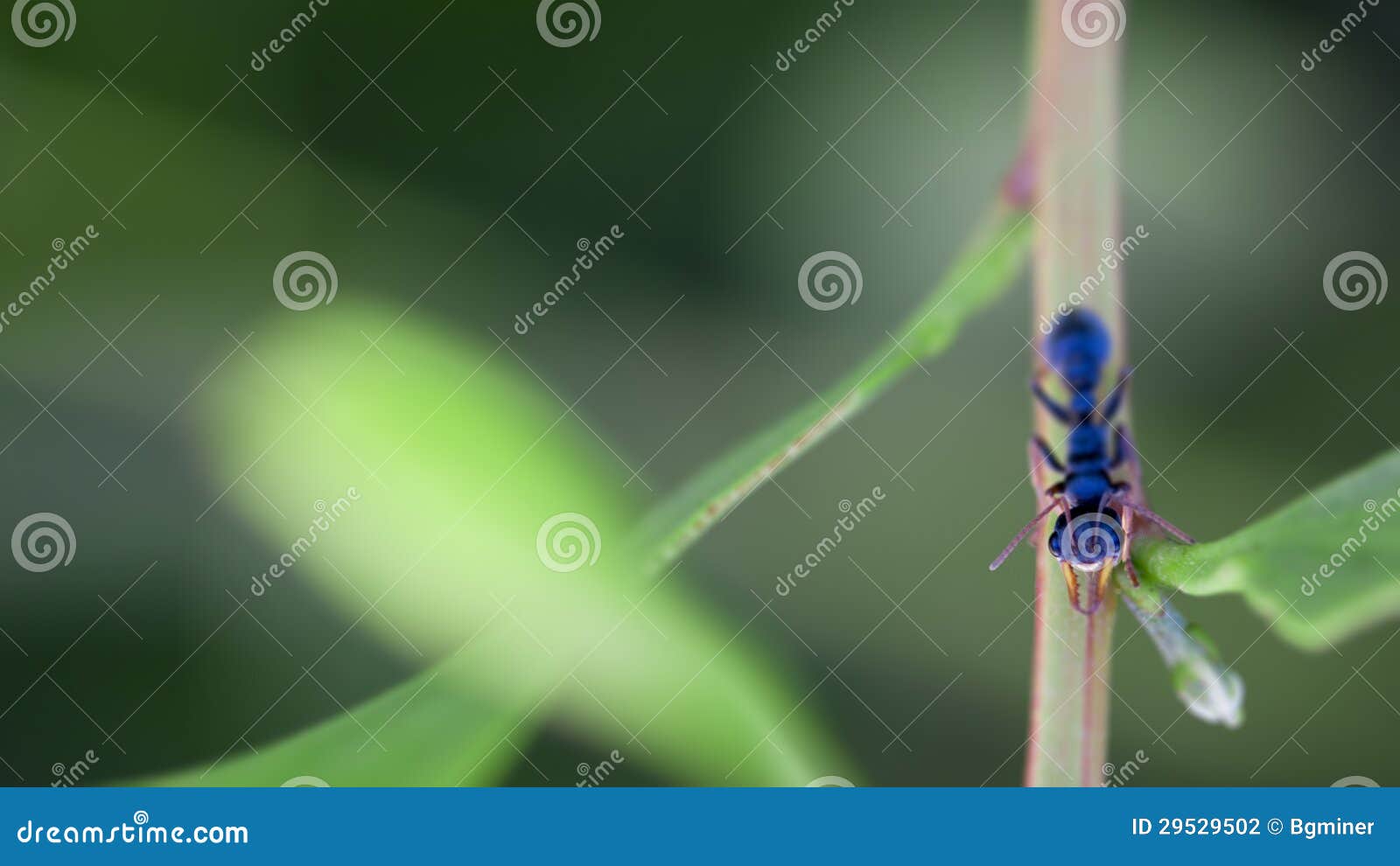 Lonely ant on branch stock photo. Image of arthropod - 29529502