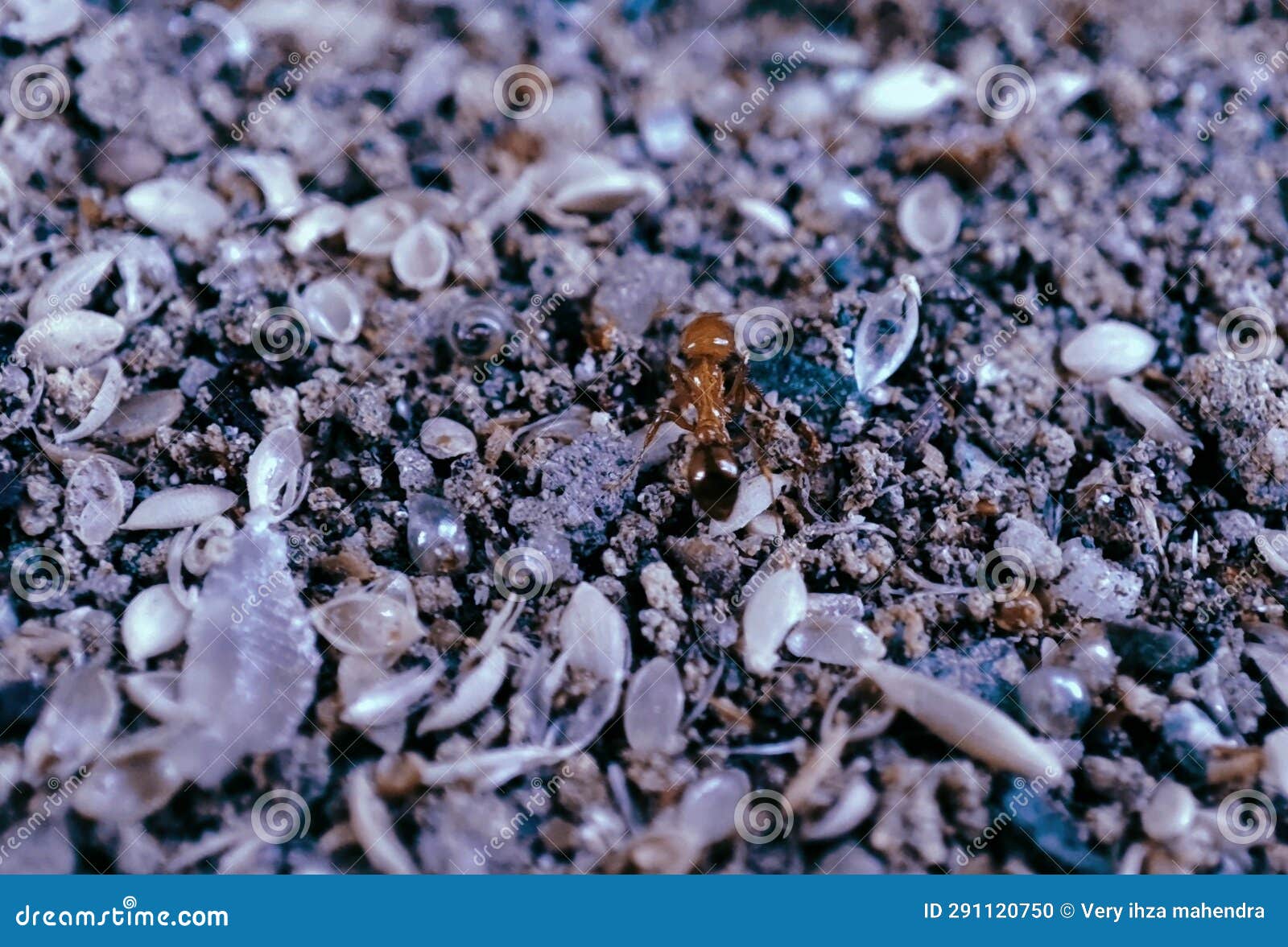 Lonely ant, lost group stock photo. Image of produce - 291120750