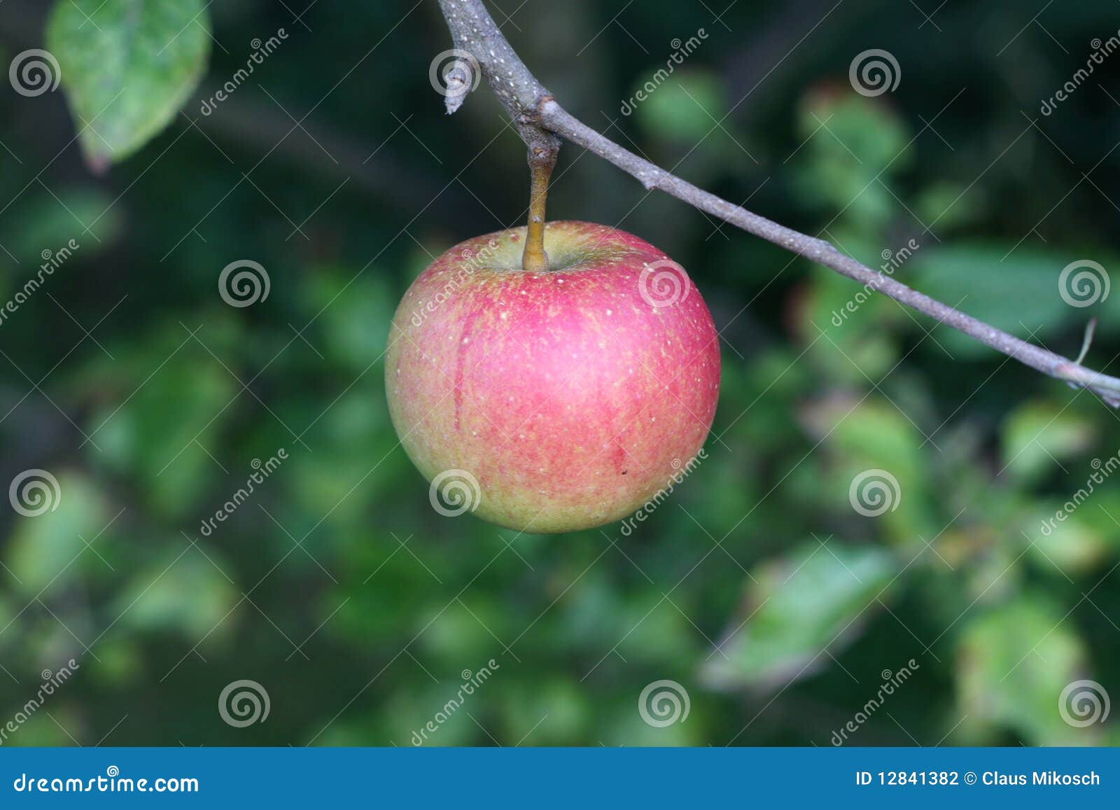 Lonely apple stock photo. Image of green, healthy, food - 12841382