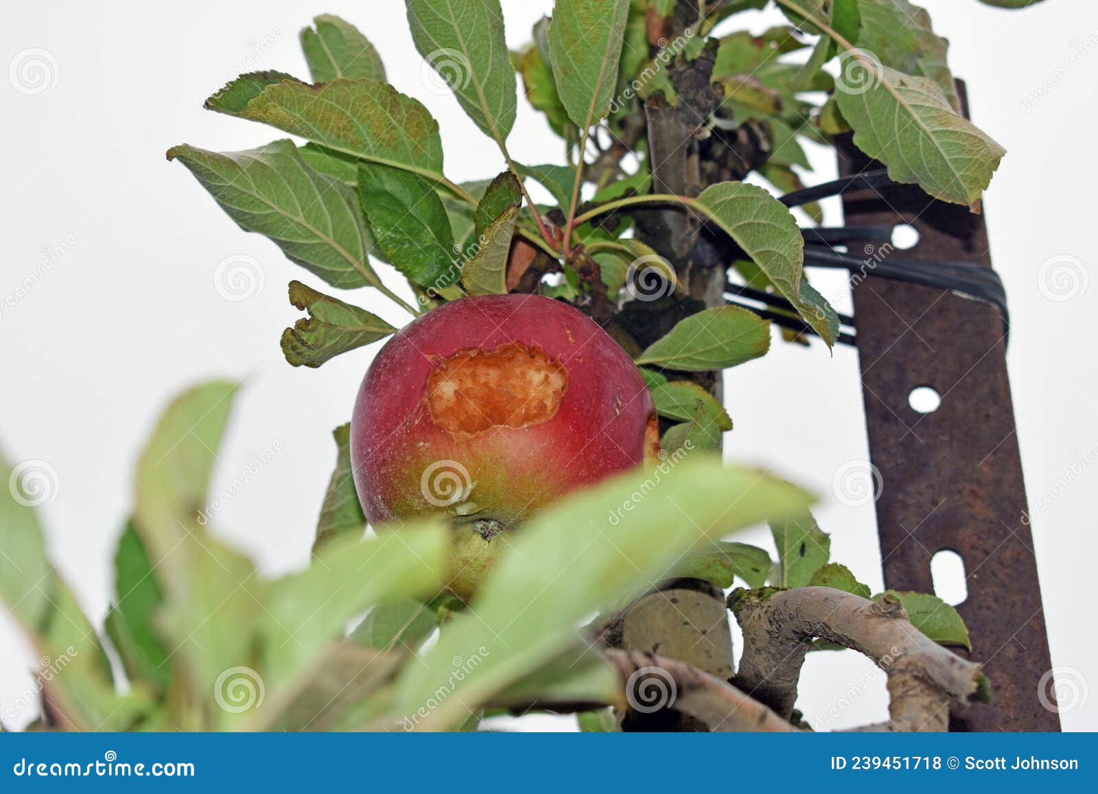 Lonely Apple with a Bite Out of it Stock Photo - Image of background ...