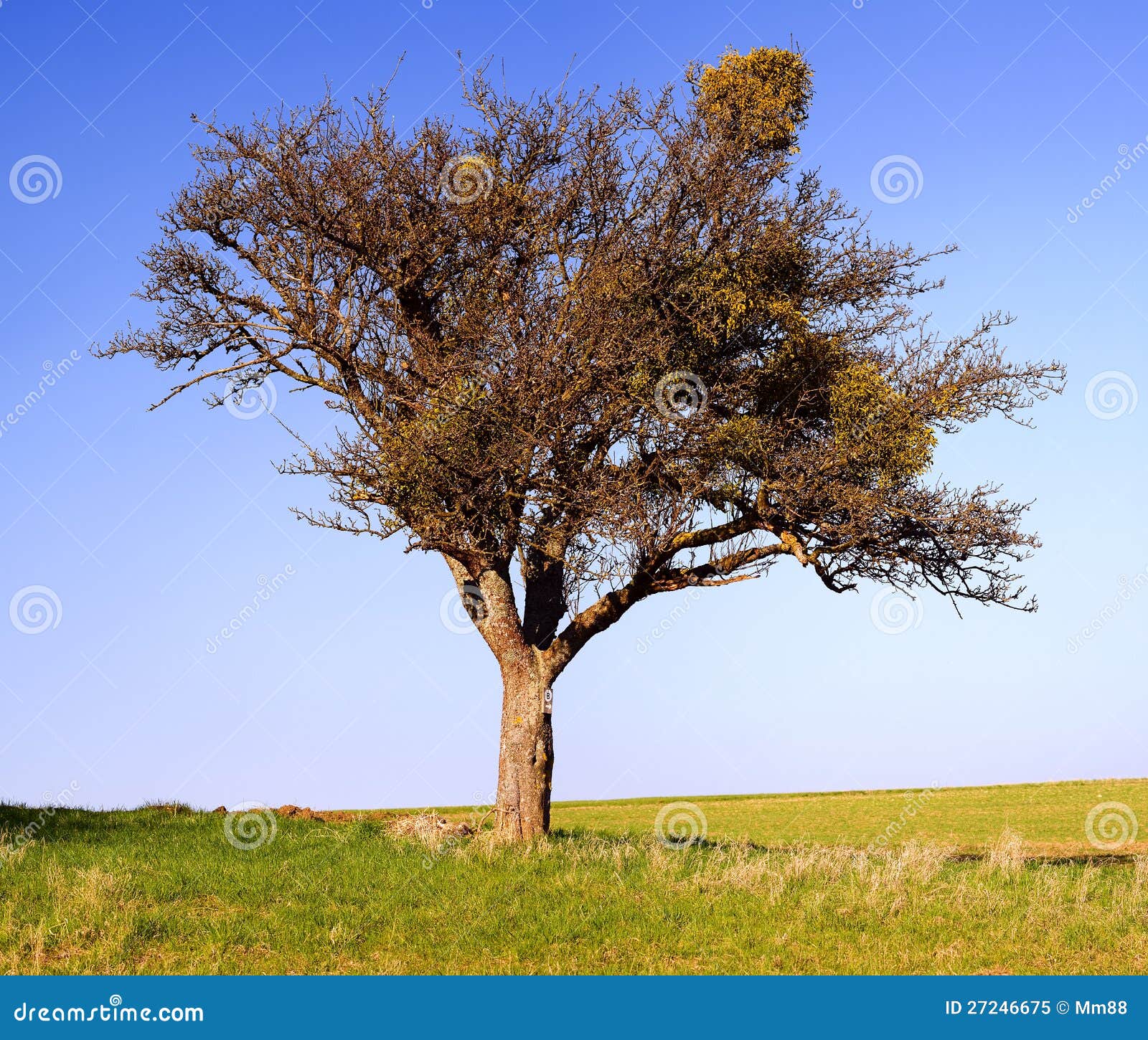 Lonely apple tree stock image. Image of monoculture, clear - 27246675
