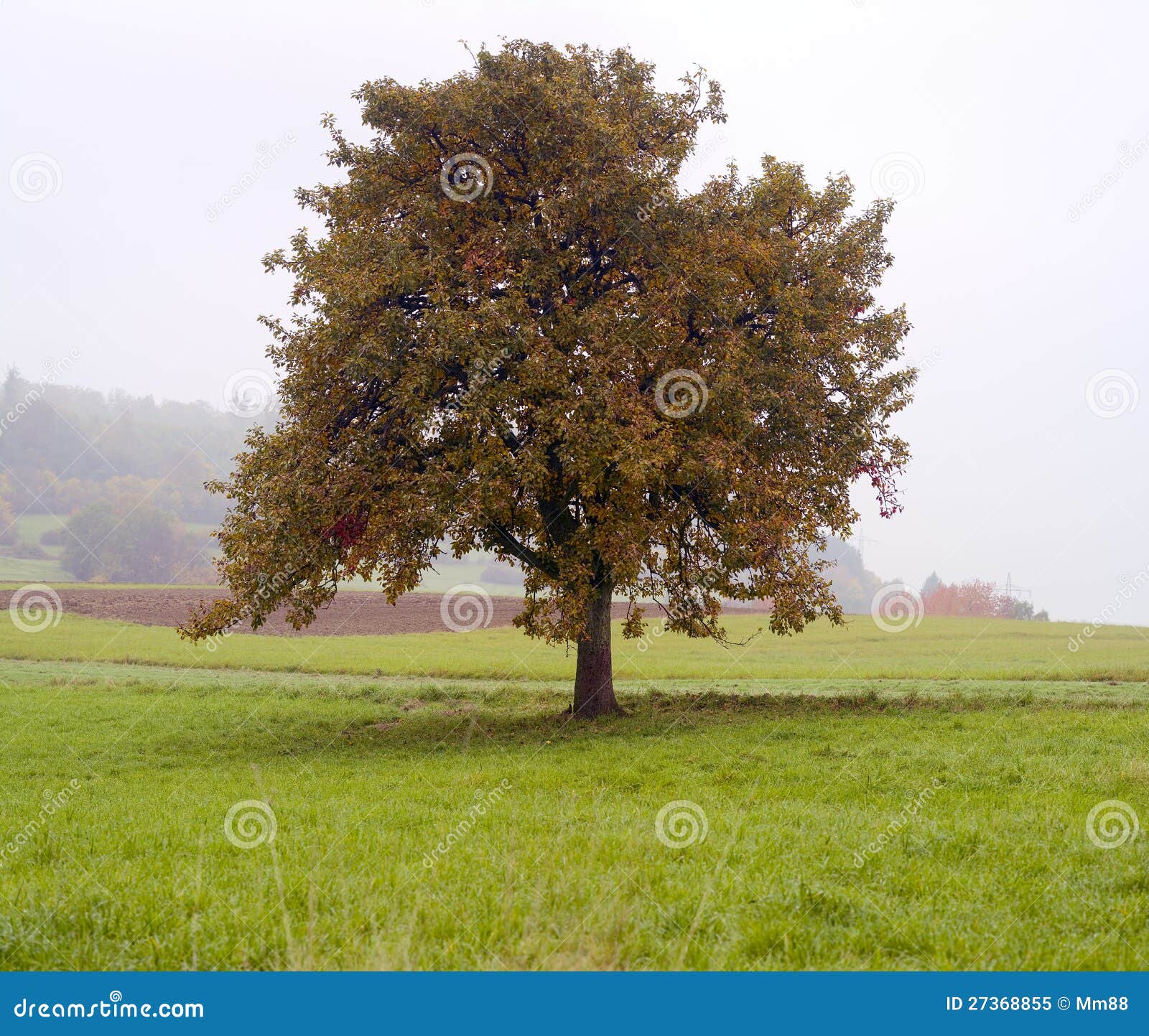 Lonely apple tree stock image. Image of dirt, deciduous - 27368855