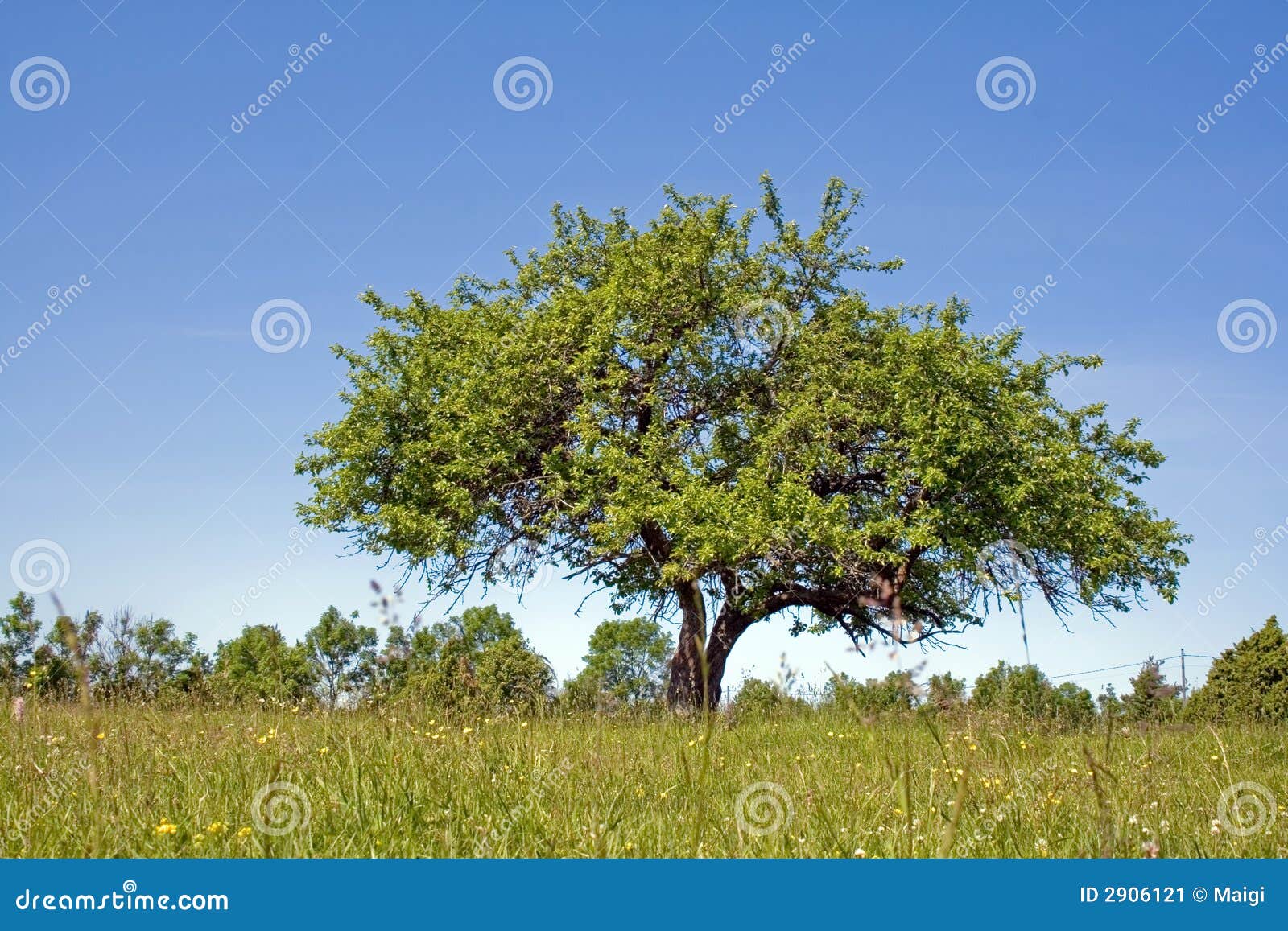 Lonely apple tree stock image. Image of unique, serene - 2906121