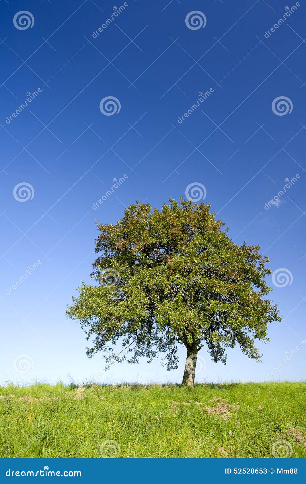 Lonely apple tree stock image. Image of grassland, rural - 52520653