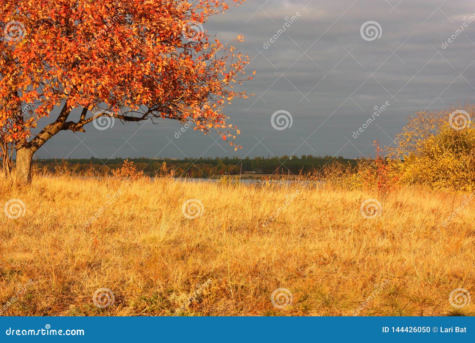 Lonely Apple Tree in a Field in Sunset Light Stock Photo - Image of ...