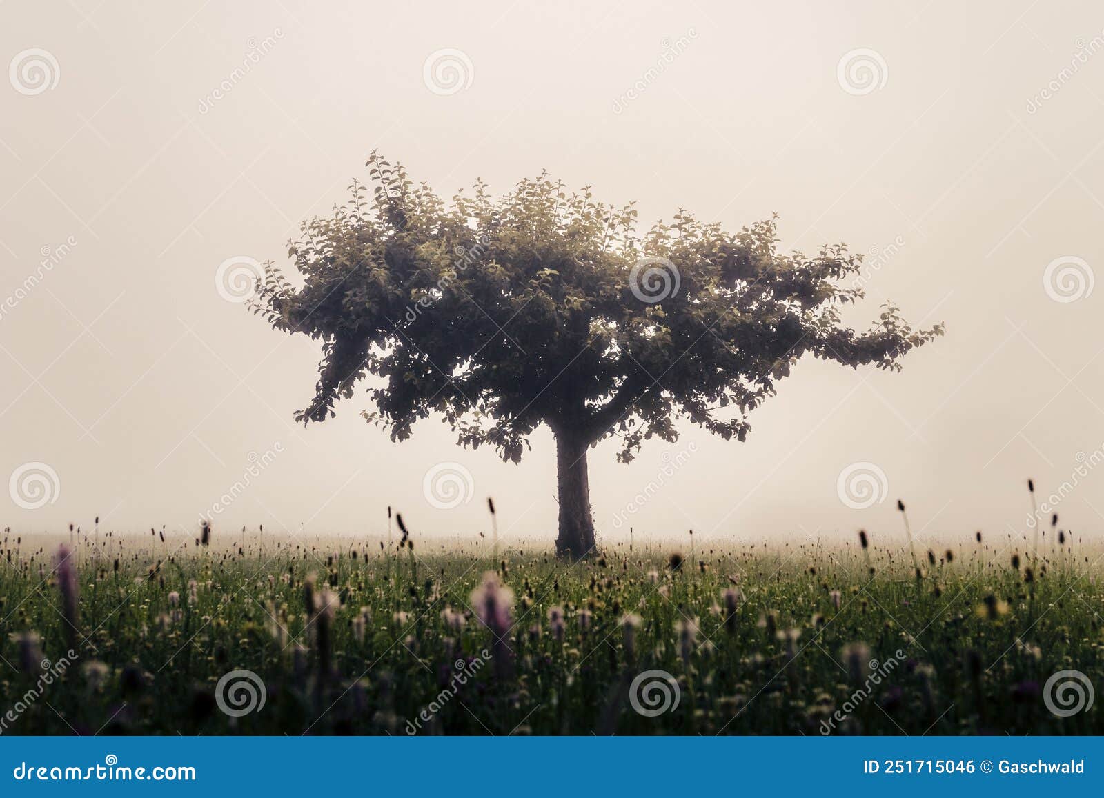 Lonely Apple Tree Standing on a Meadow at Early Morning Stock Photo ...