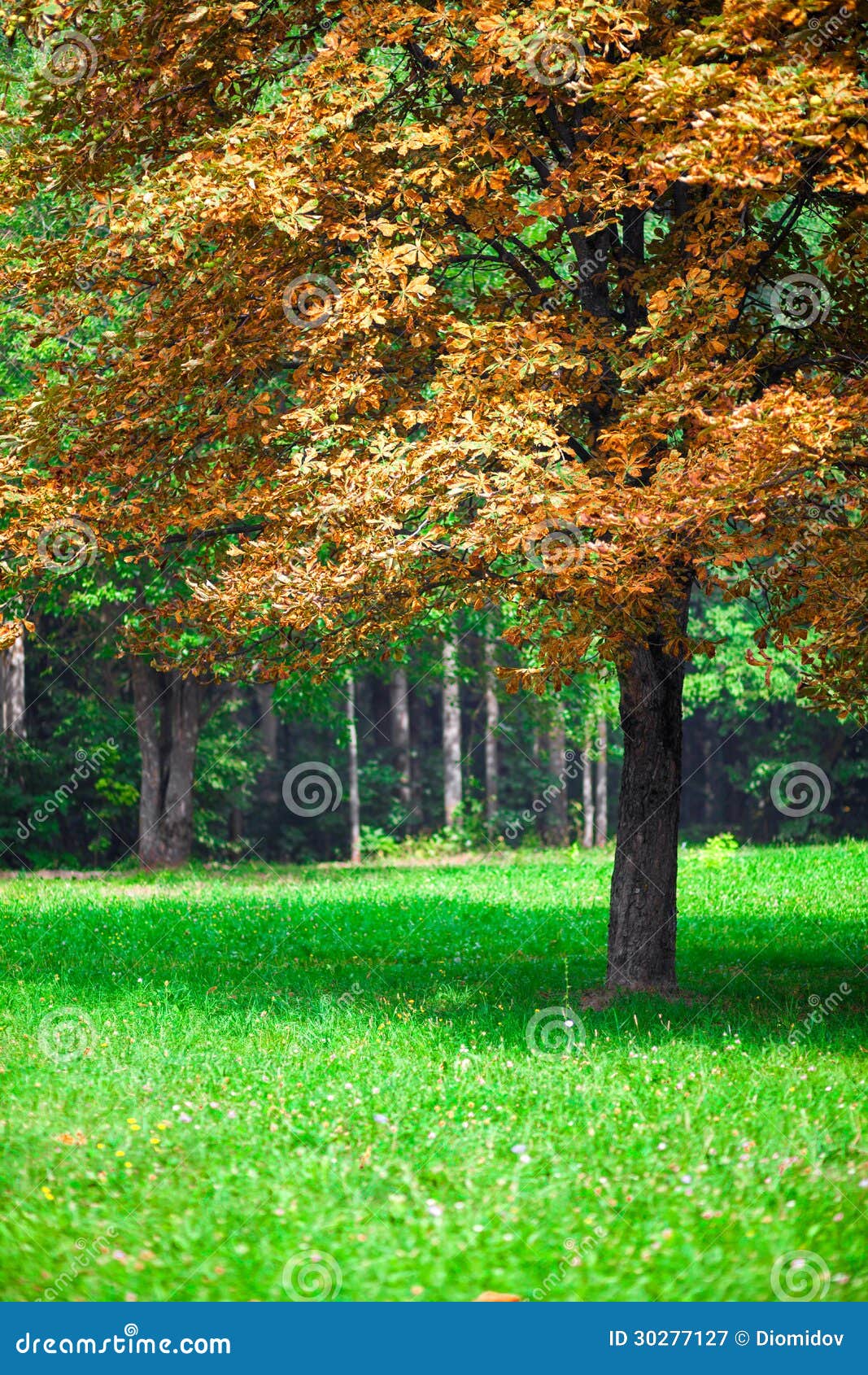 Lonely Autumn Chestnut Tree. Stock Image - Image of life, plant: 30277127