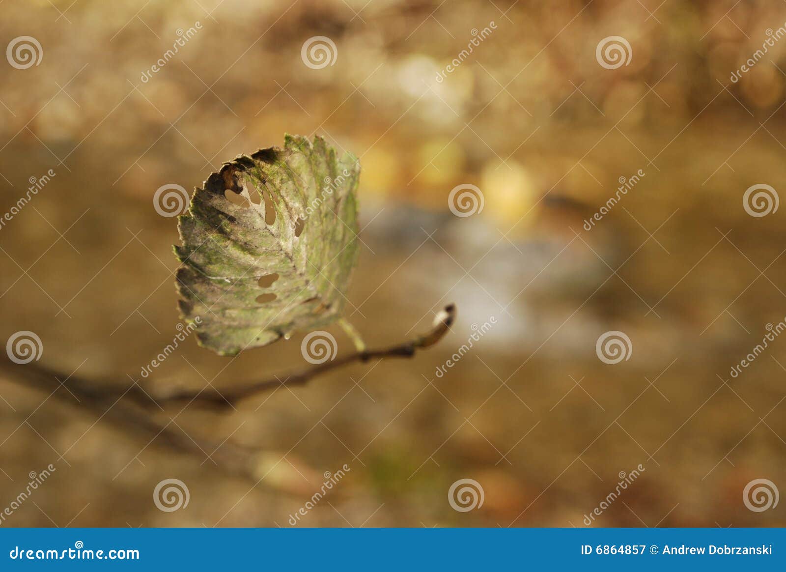 Lonely Autumn Leaf stock image. Image of maple, summer - 6864857