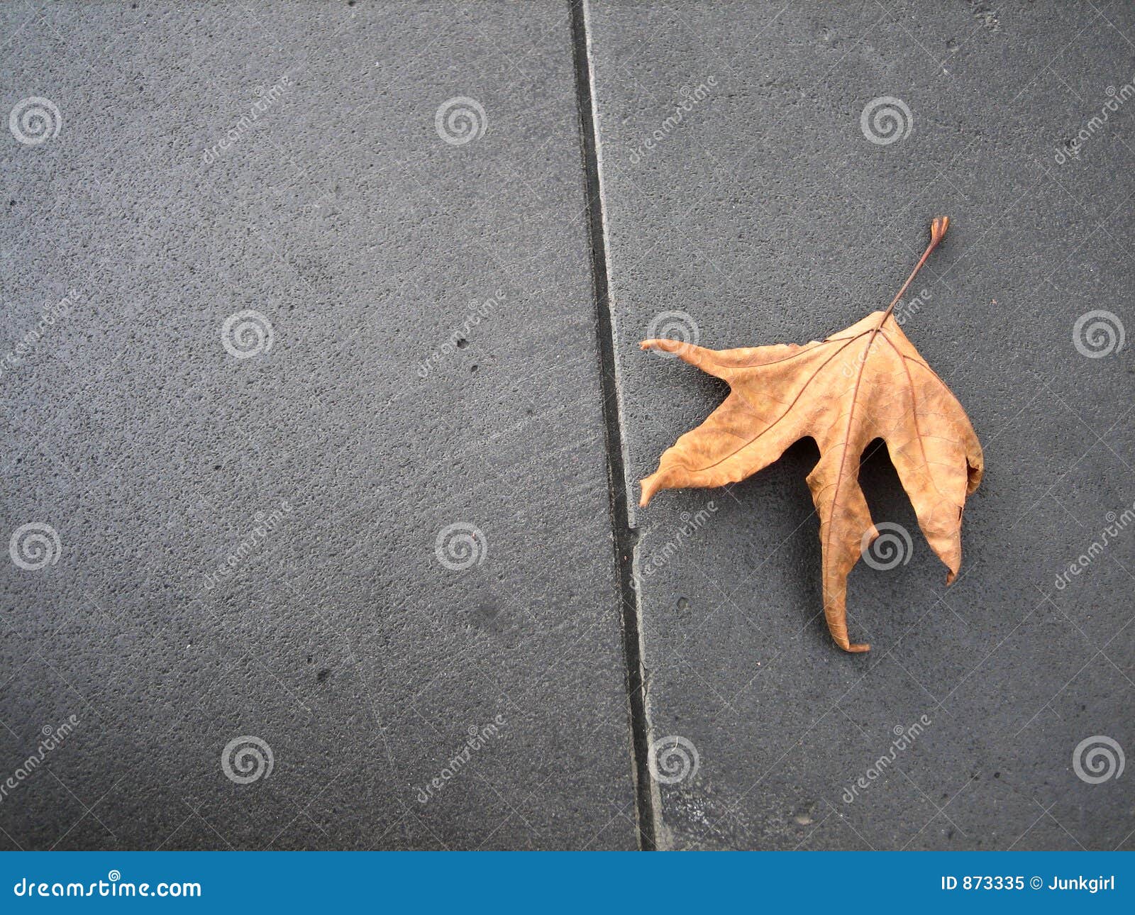 A lonely autumn leaf stock image. Image of gray, feeling - 873335