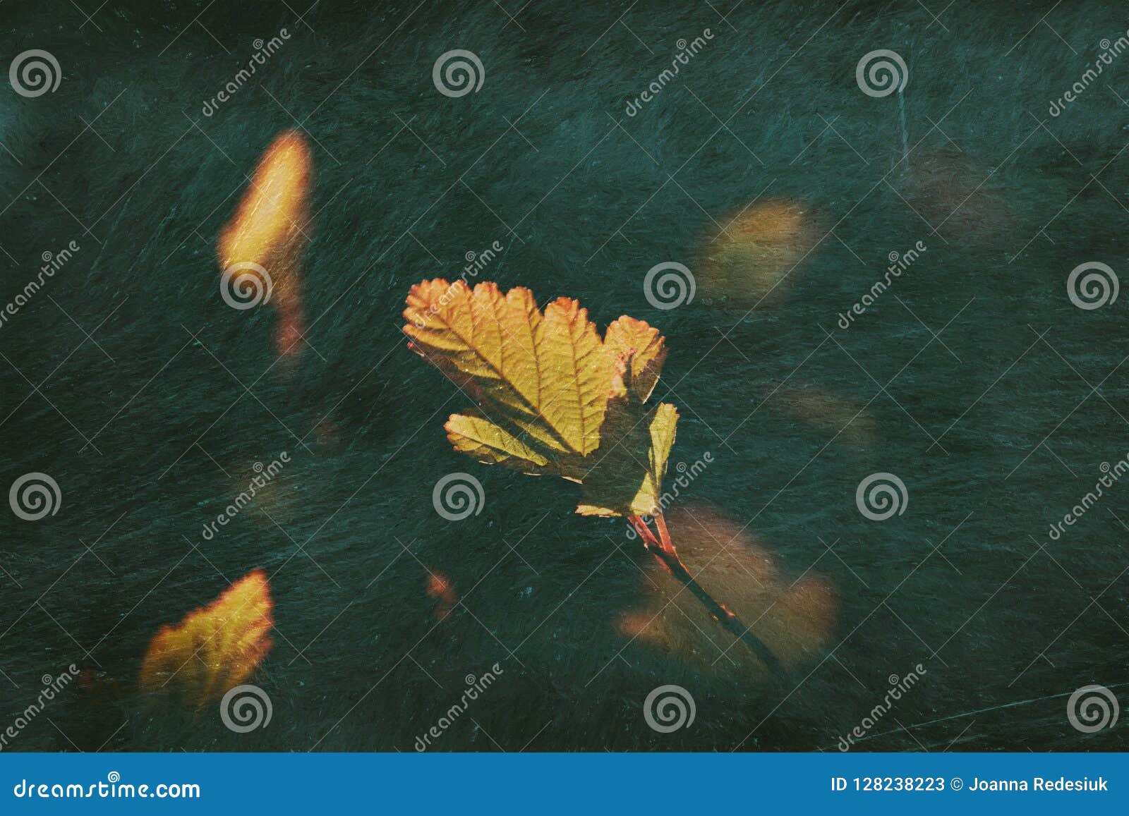 Lonely Autumn Leaf Lit by Spotting through the Sun Stock Image - Image ...