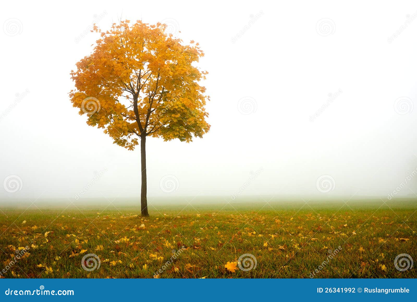 Lonely autumn tree stock photo. Image of scenery, rural - 26341992