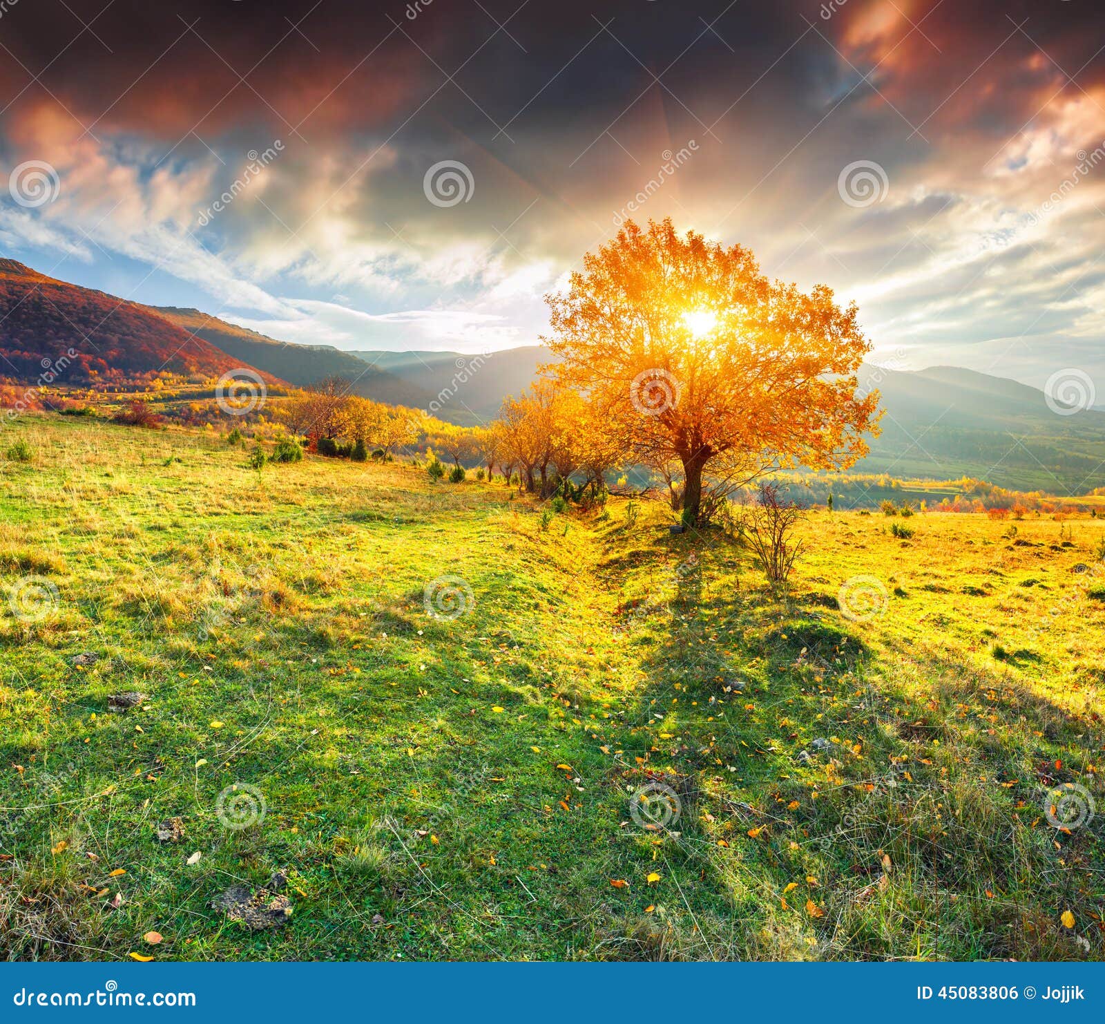 Lonely Autumn Tree Against Dramatic Sky in Mountains Stock Photo ...