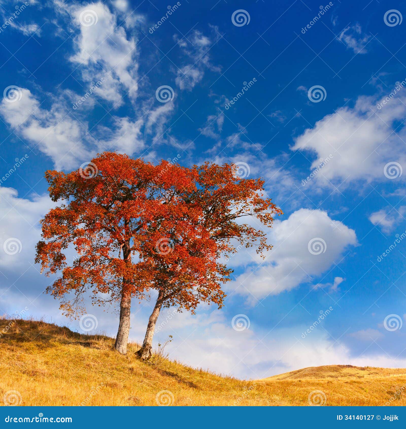 Lonely autumn tree stock image. Image of natural, illumination - 34140127
