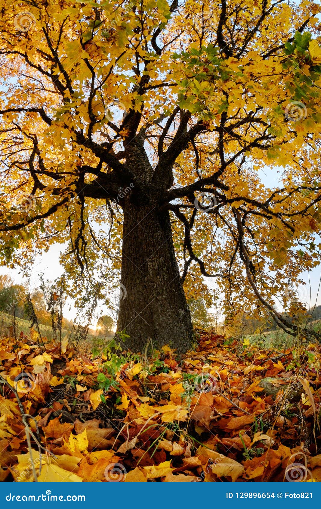 Lonely autumn tree stock photo. Image of orange, dream - 129896654